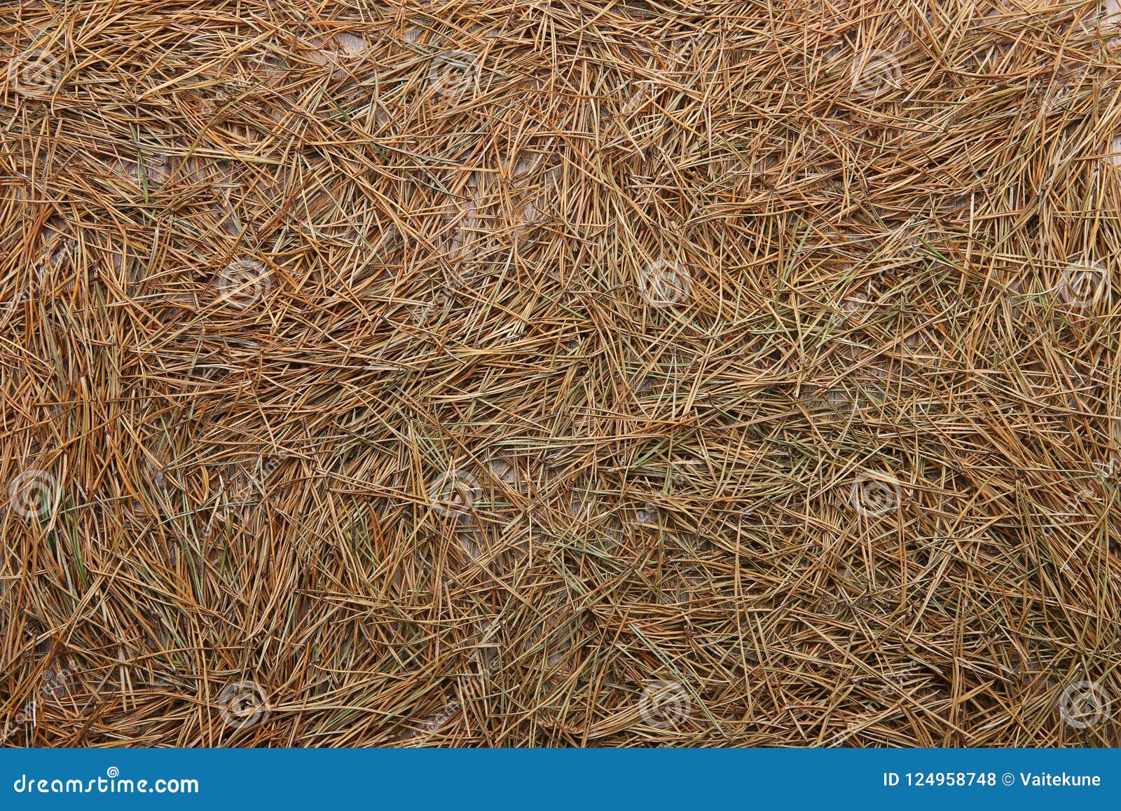 Dried Pine Needles Texture Background. Stock Photo - Image of graphic ...