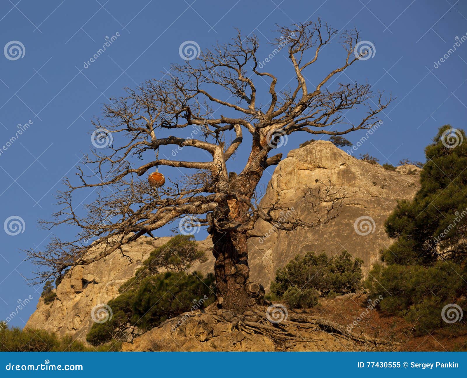 Dried Pine on the Rocks at the Edge of the Cliff. Stock Image - Image ...