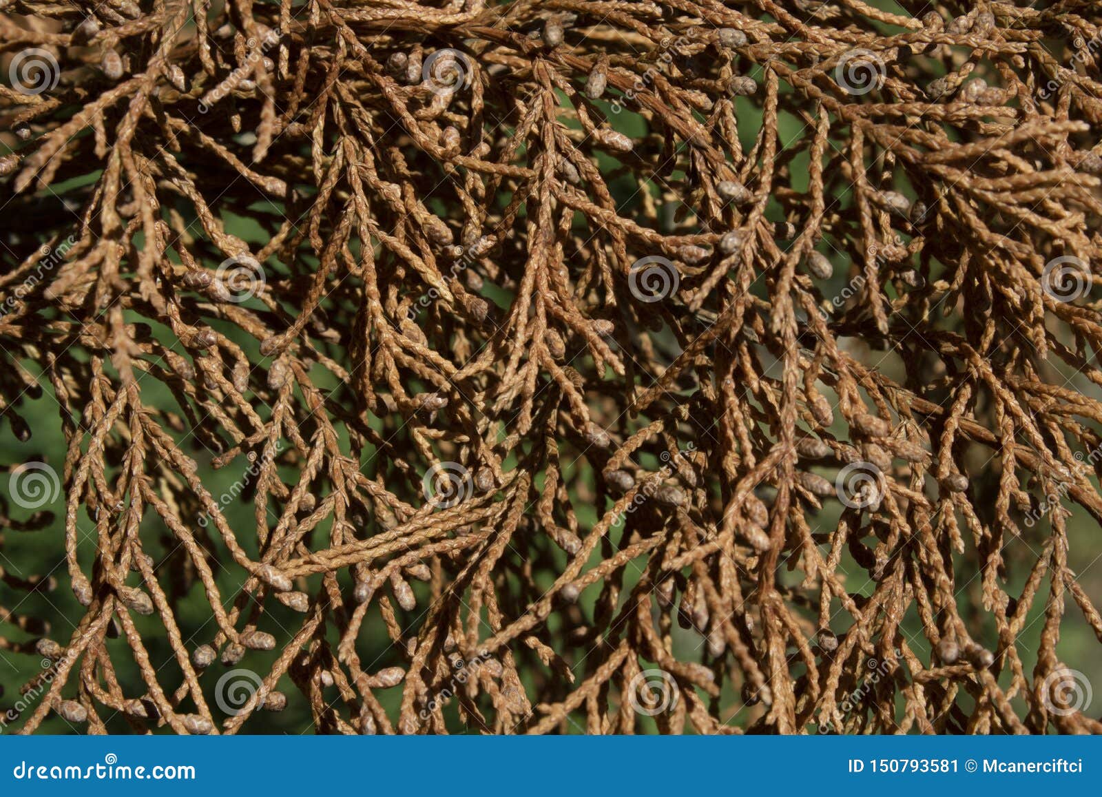 Dried pine tree leaves stock image. Image of season - 150793581