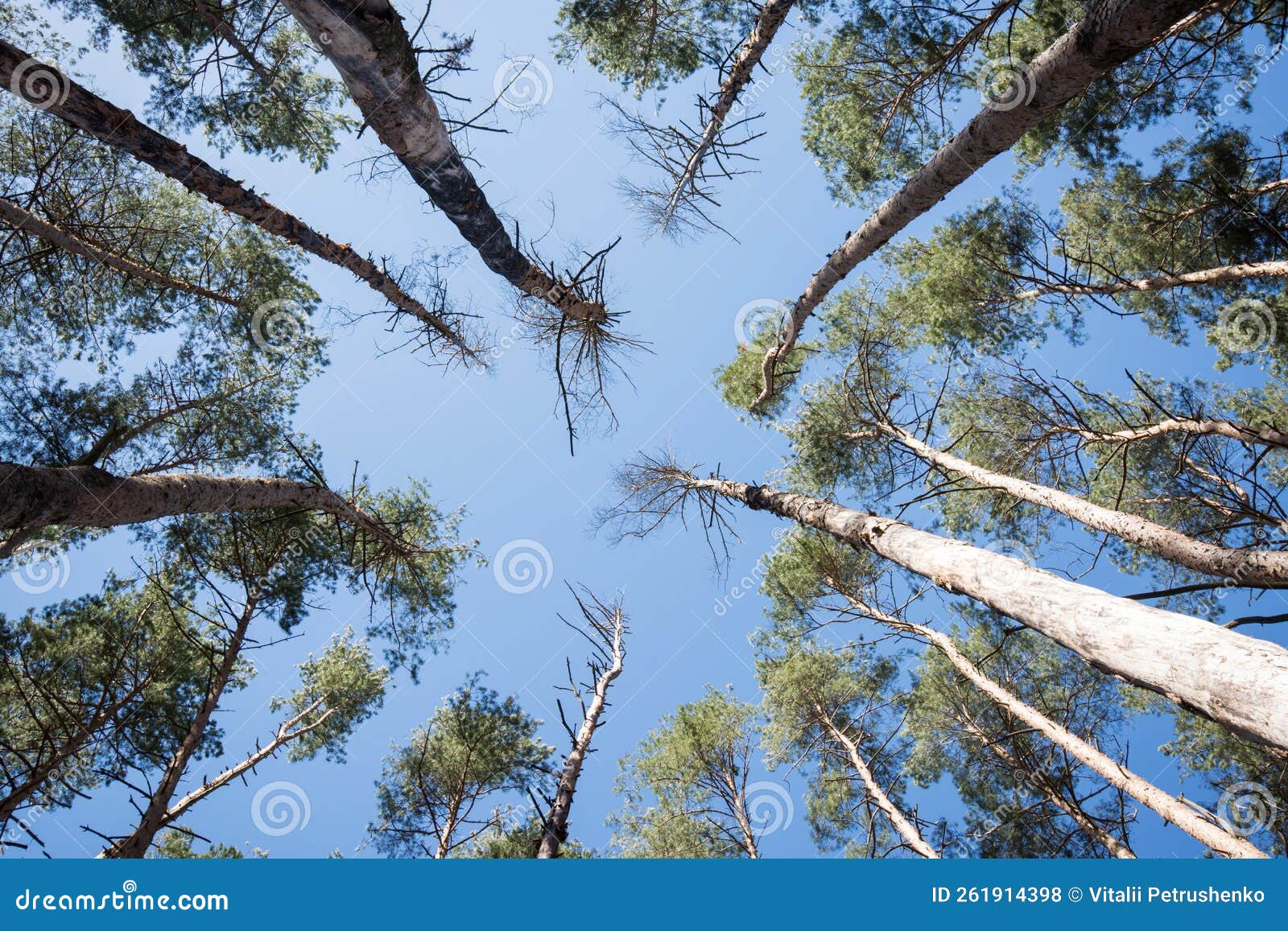 Dried pine trees in forest stock photo. Image of dried - 261914398