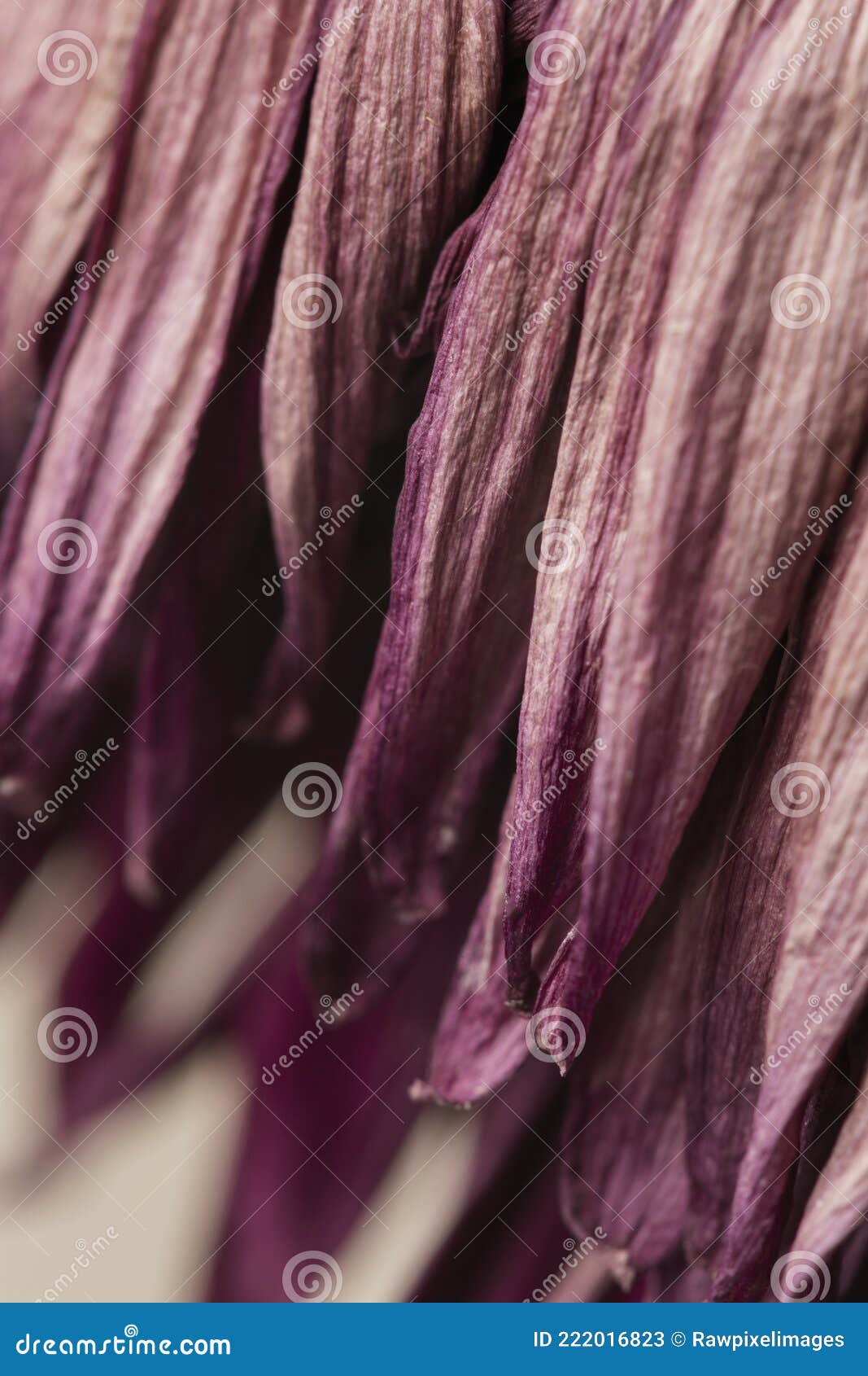 Dried Pink Gerbera Flower Petals Macro Shot Stock Image - Image of ...