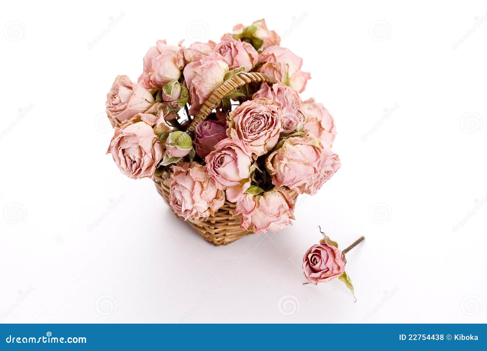 Dried pink roses stock photo. Image of stem, green, rose - 22754438