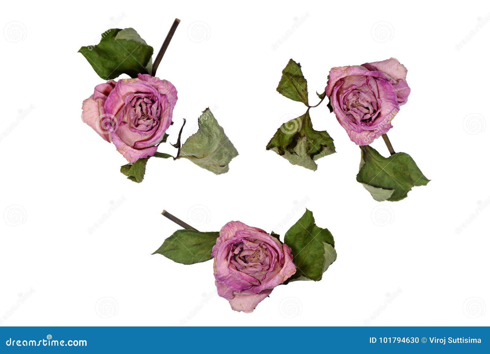 Dried Pink Roses Isolated on White Background. Stock Photo - Image of ...