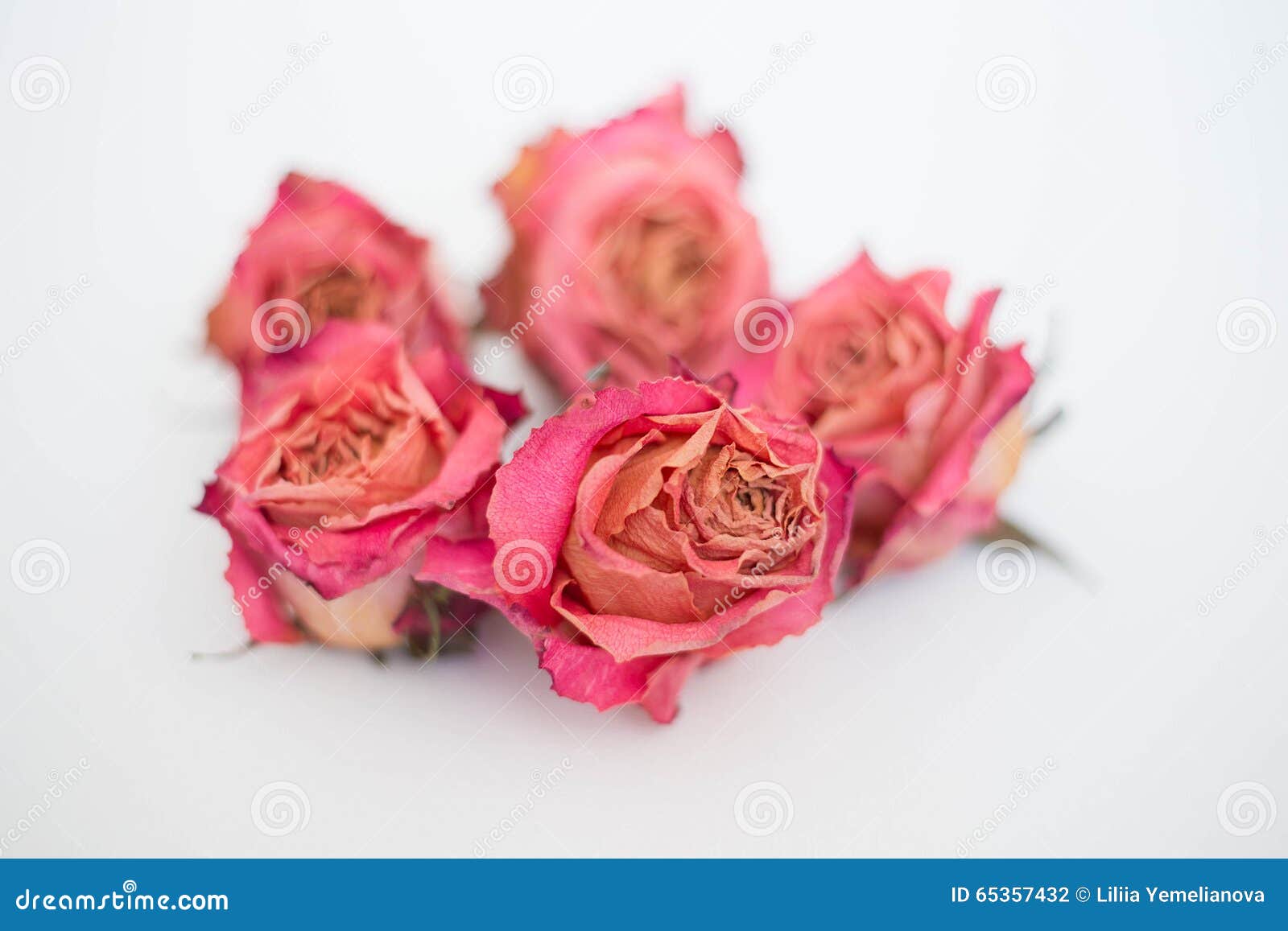 Dried pink roses stock photo. Image of background, closeup - 65357432