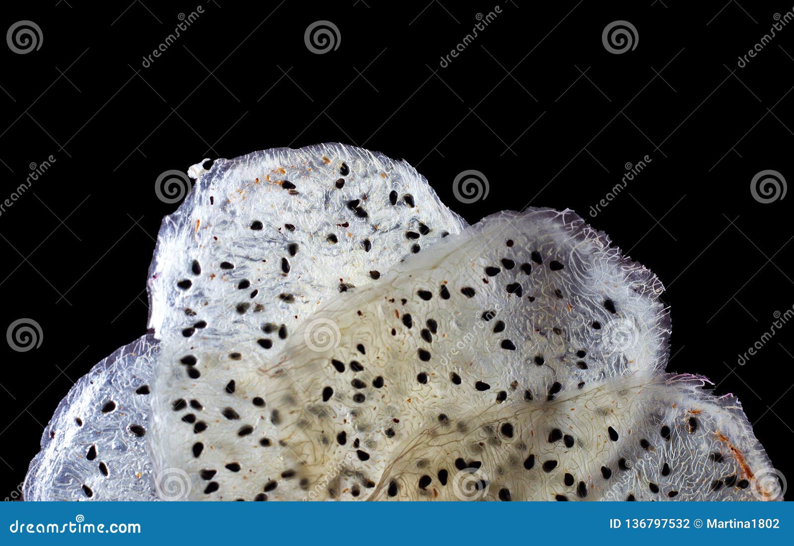 Dried pitaya slices stock photo. Image of food, health - 136797532