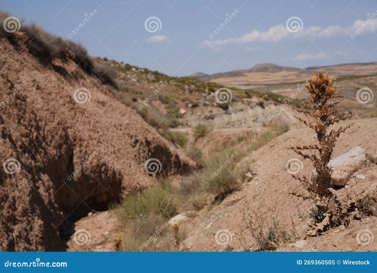 Dried Plant in a Deserted Area Landscape Stock Image - Image of travel ...