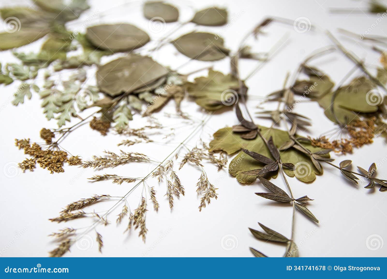 Table With Herbarium Making Tools. Vintage Handcraft Notes. Lily Of The ...