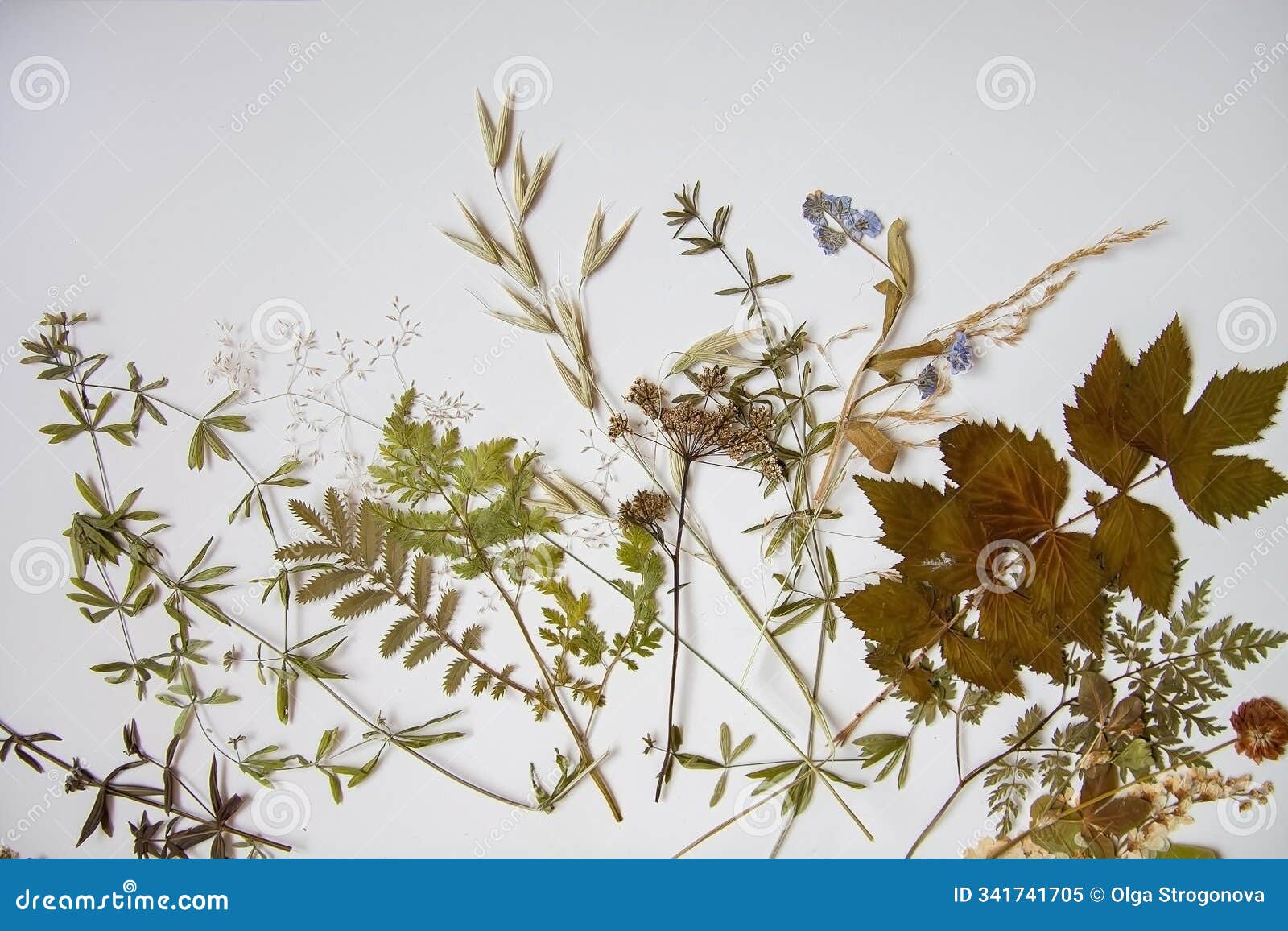 Table With Herbarium Making Tools. Vintage Handcraft Notes. Lily Of The ...