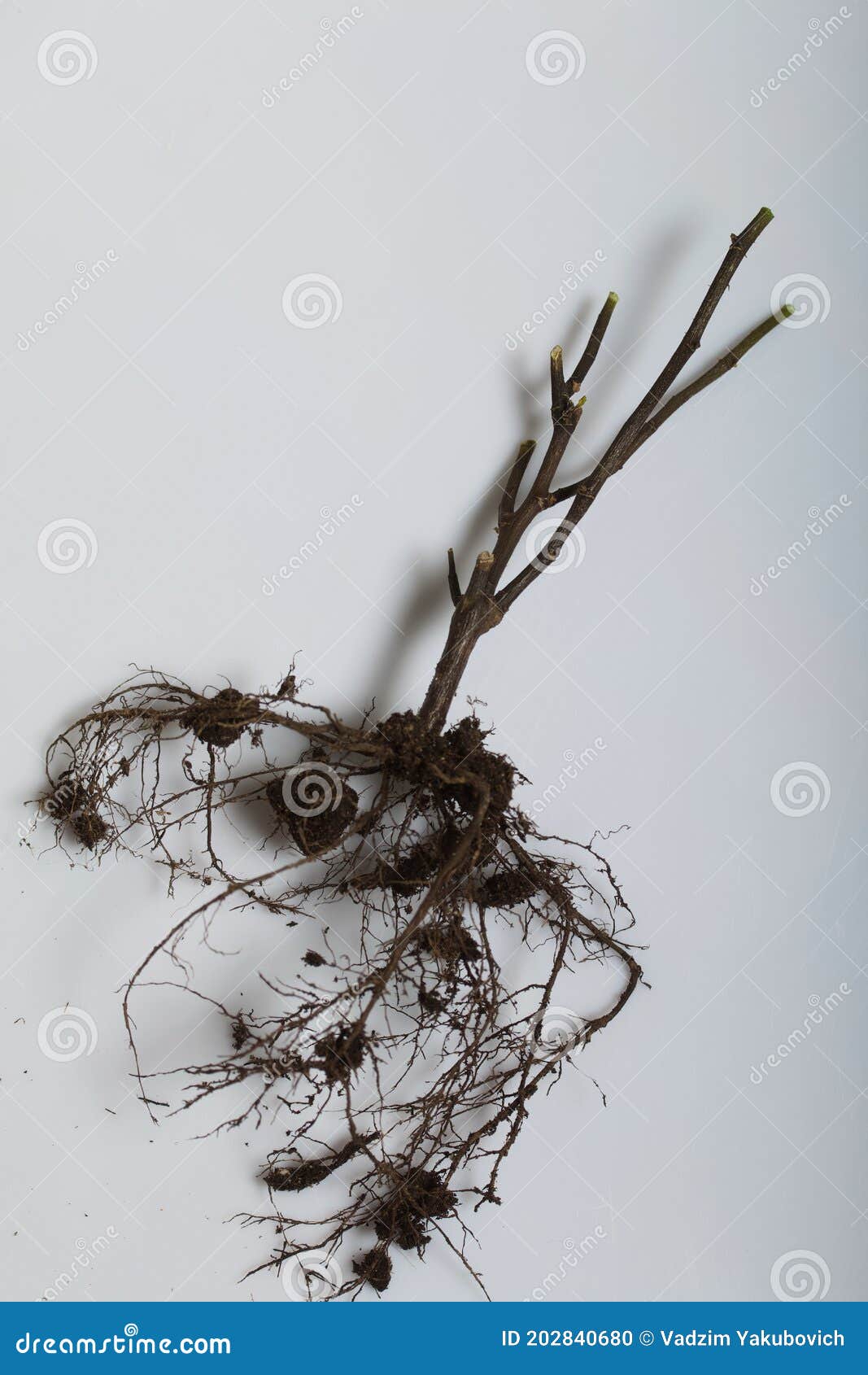 A Dried Plant with a Root System. Filmed on a White Surface Stock Photo ...
