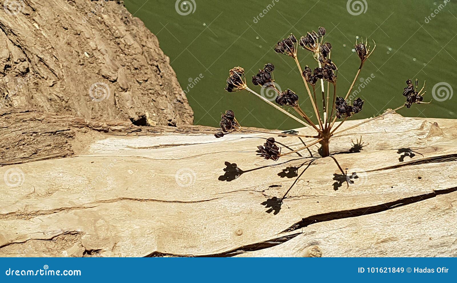 A Dried Plant Stuck In A Hole In A Tree Trunk Above The Hermon River ...