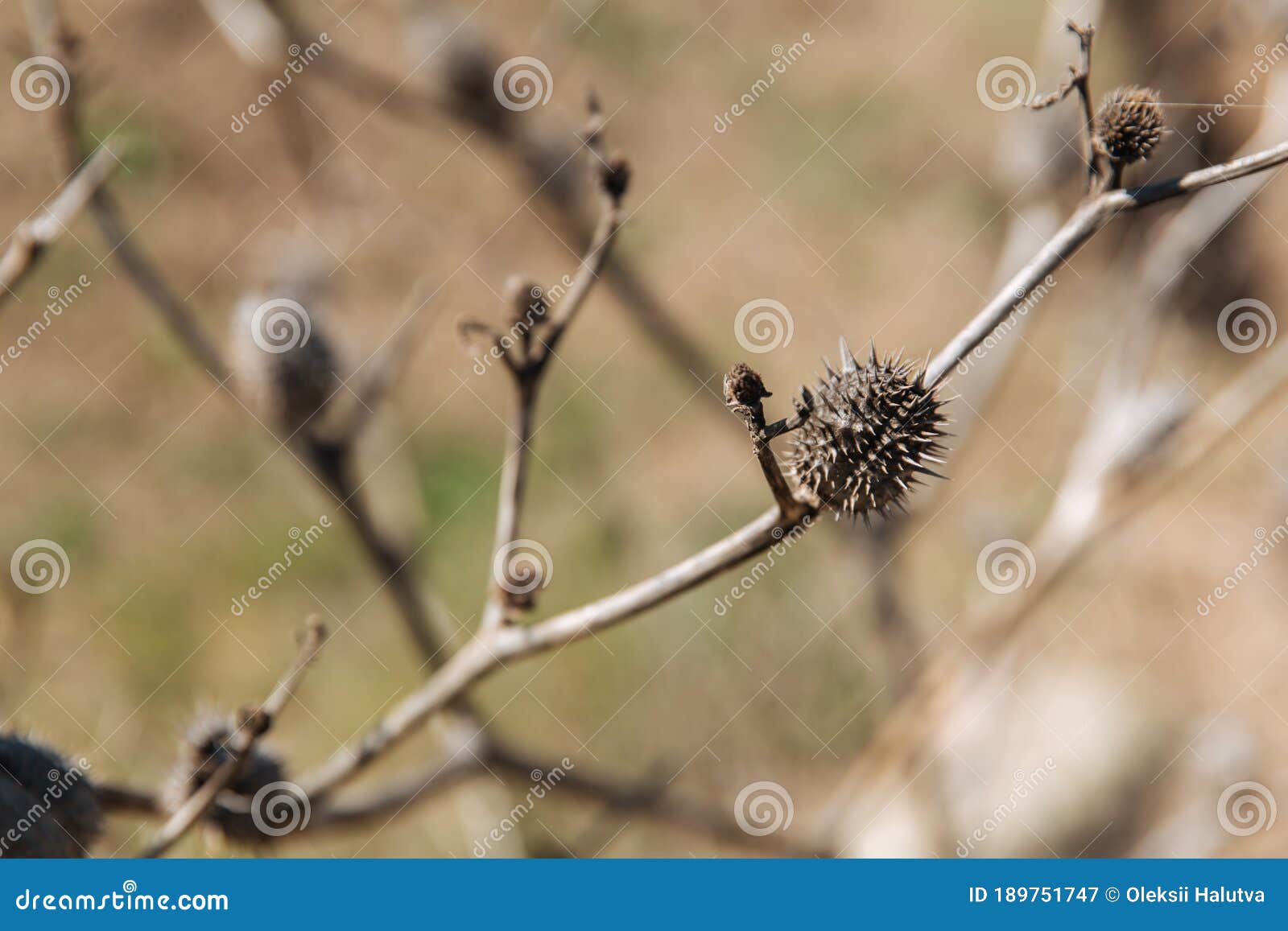 A Dried Plant with Thorns. Example of Changing Climate Stock Image ...