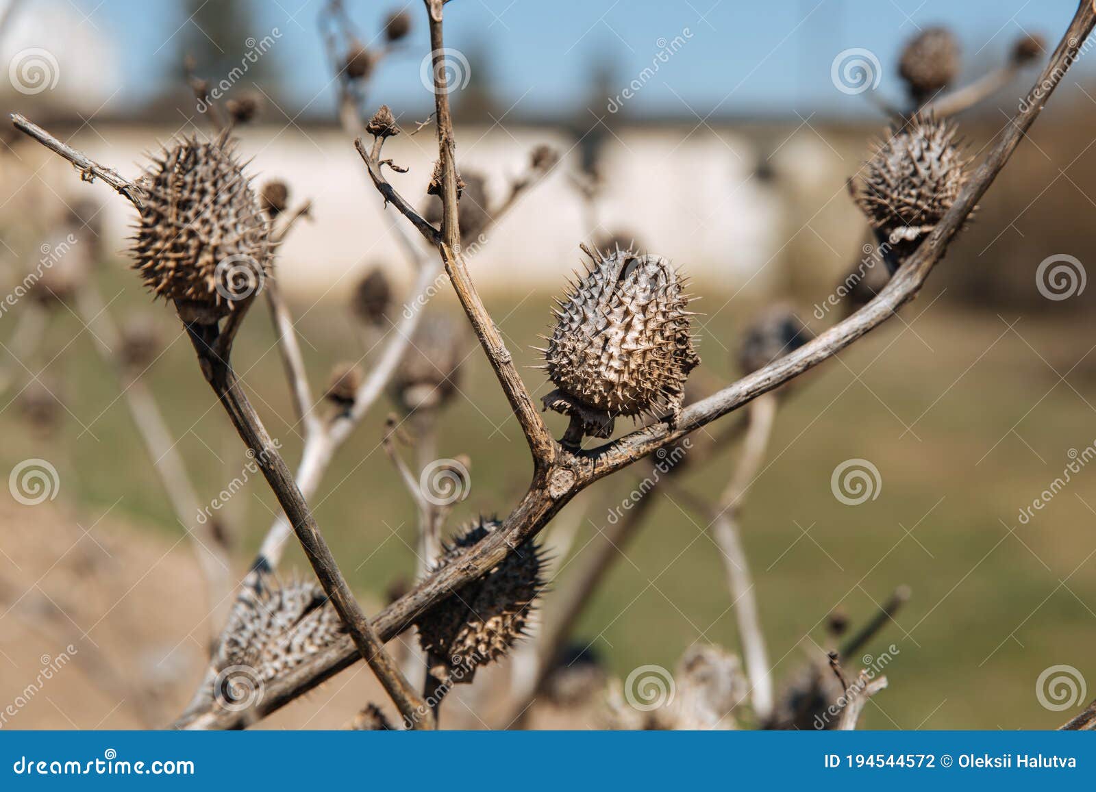 A Dried Plant with Thorns. Example of Changing Climate Stock Photo ...