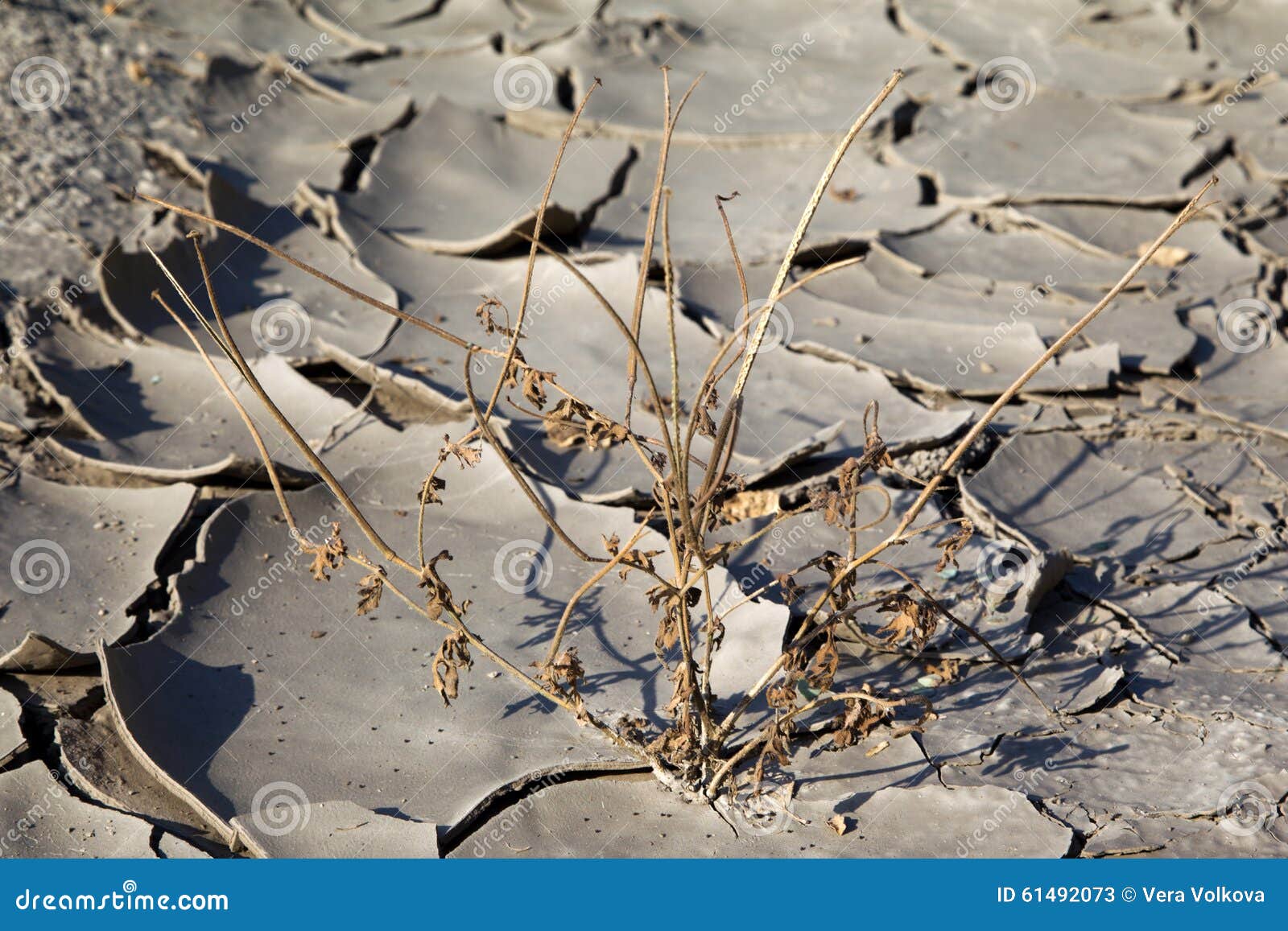 Dried plants on dry land stock image. Image of ground - 61492073
