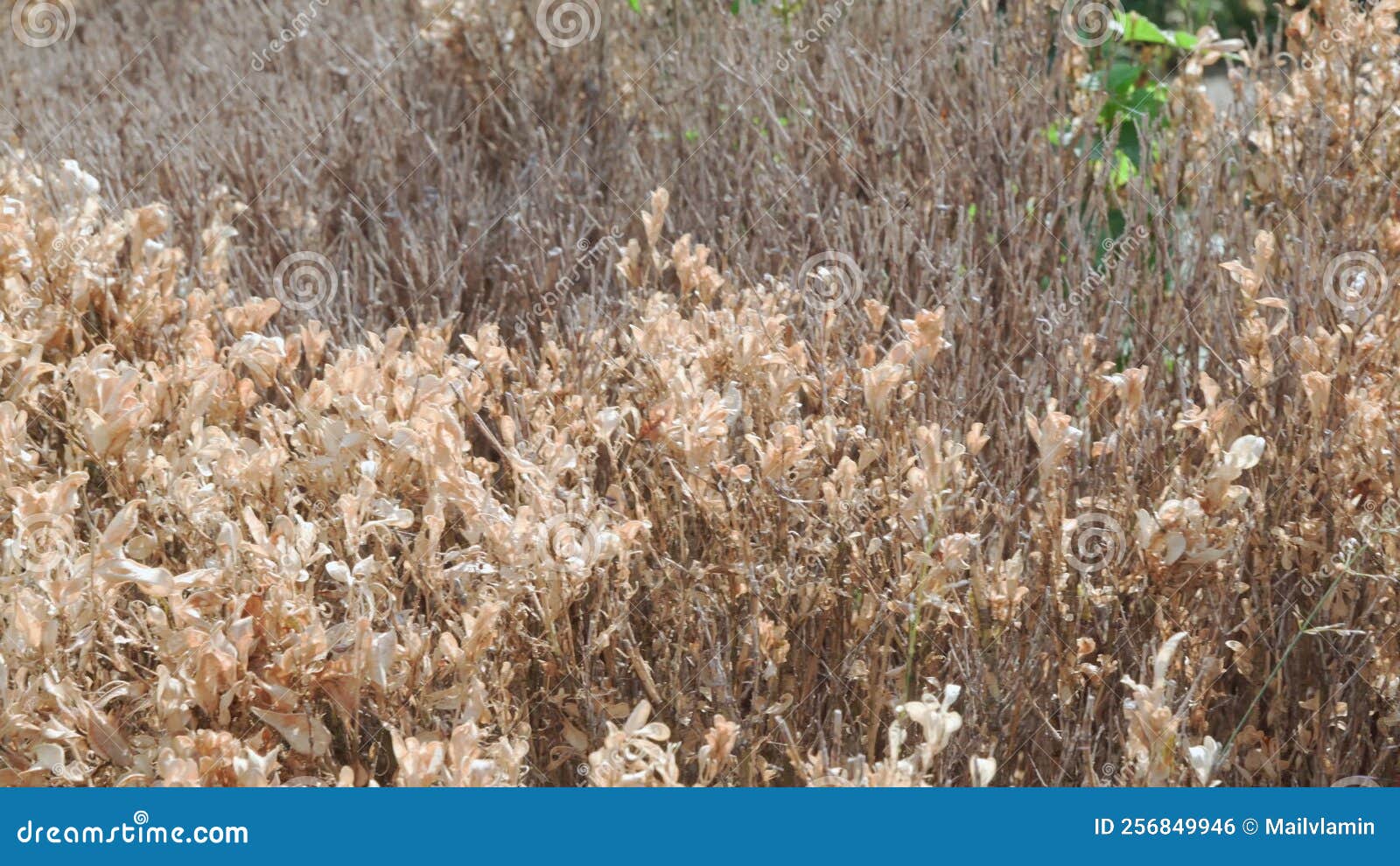 Dried Plants from Scorching Sun during Season of Severe Drought Stock ...