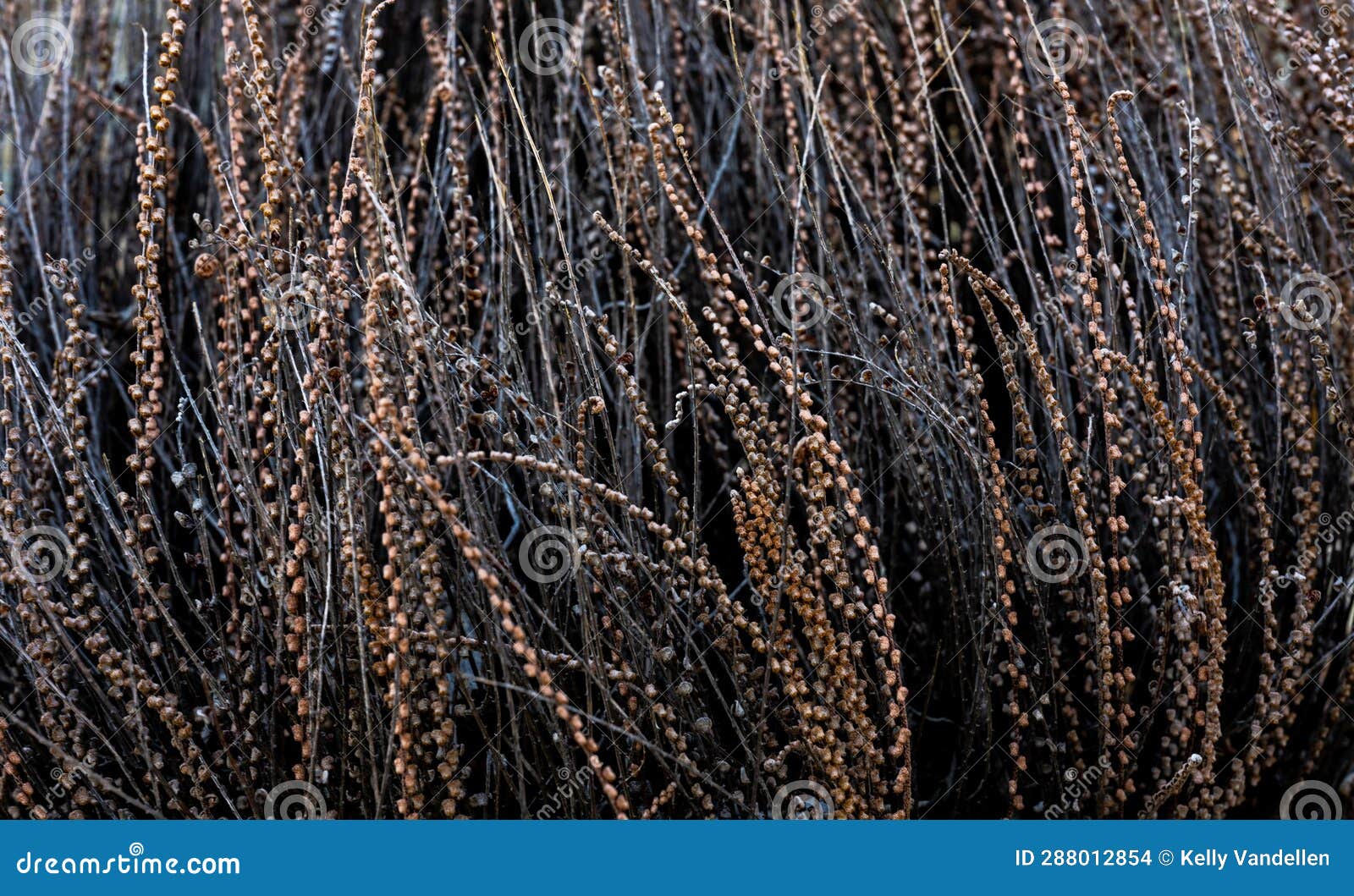 Dried Plants Tangled Together Fill the Frame Stock Photo - Image of ...