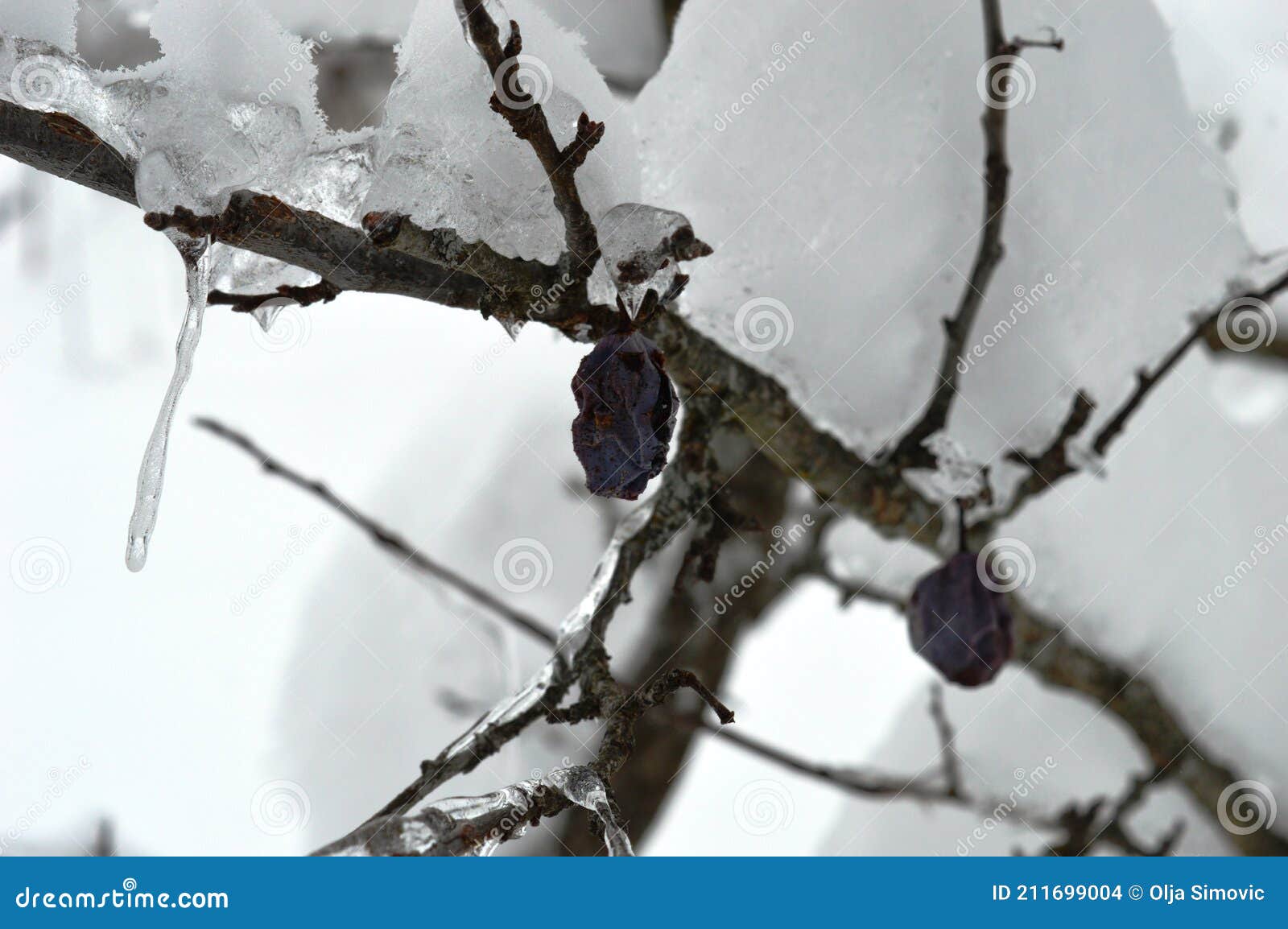 Dried Plums on Branches in Ice and Snow Stock Photo - Image of cold ...