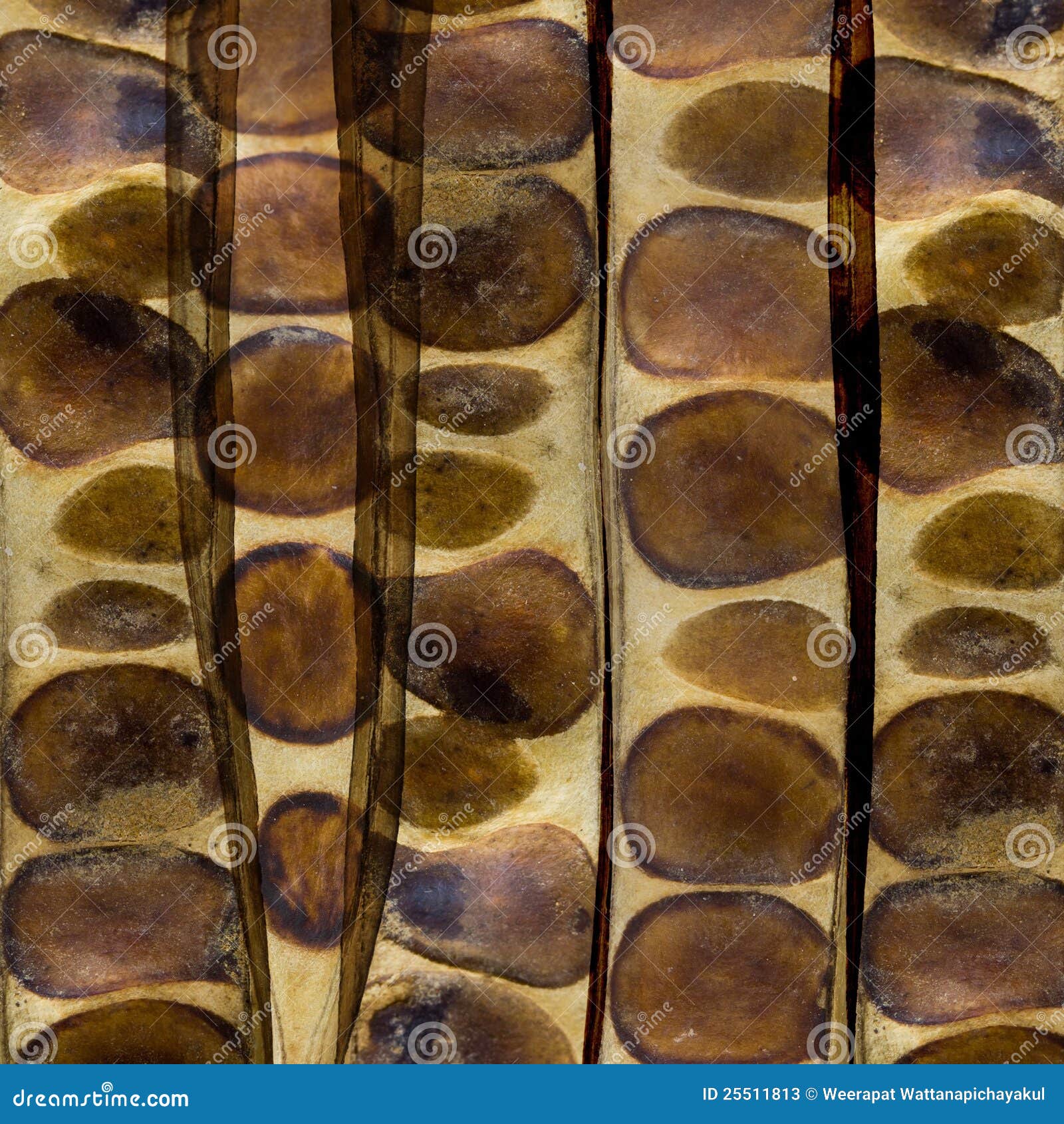 Dried pod stock image. Image of closeup, macro, background - 25511813