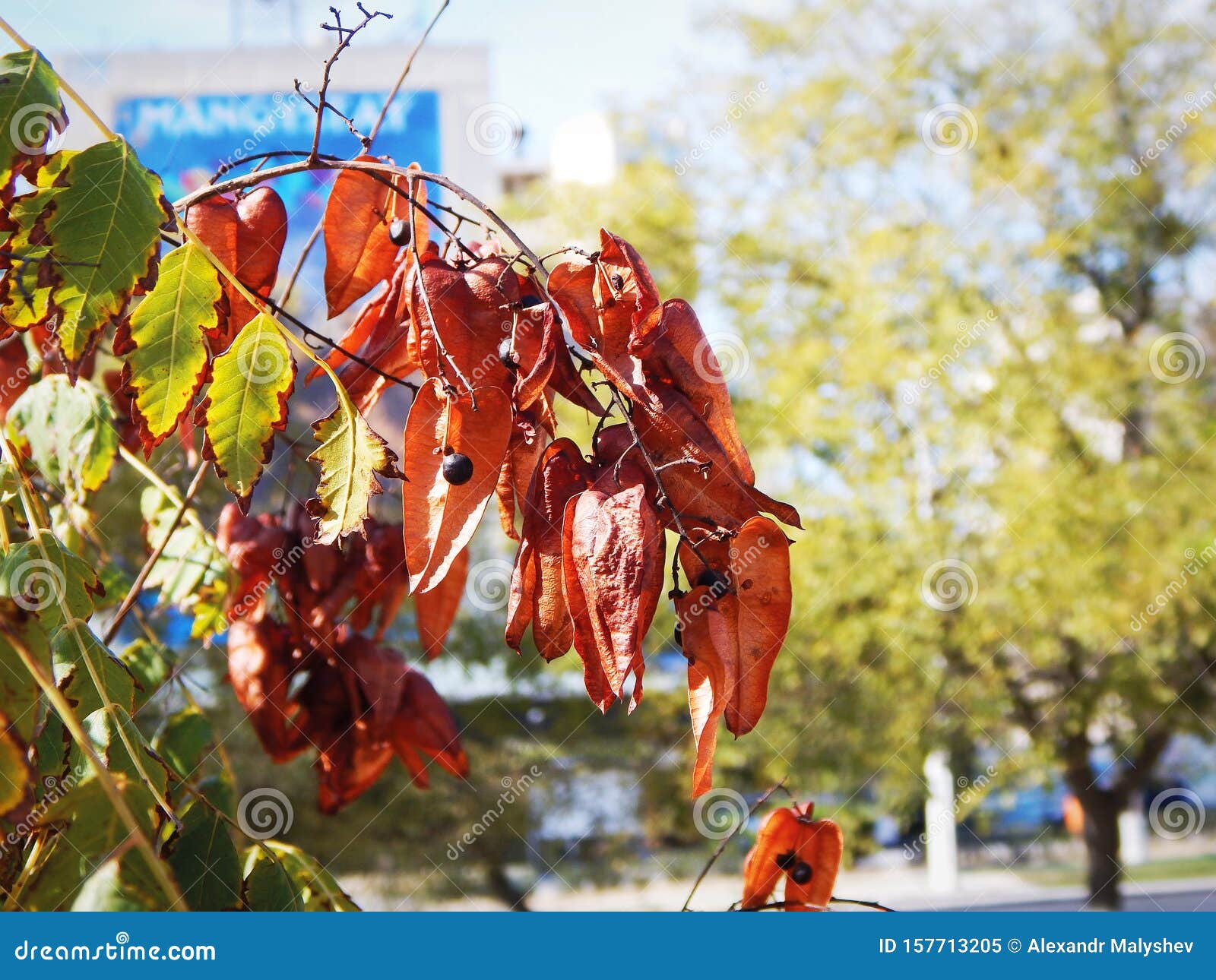 Pod on tree stock image. Image of seed, group, sprig - 157713205