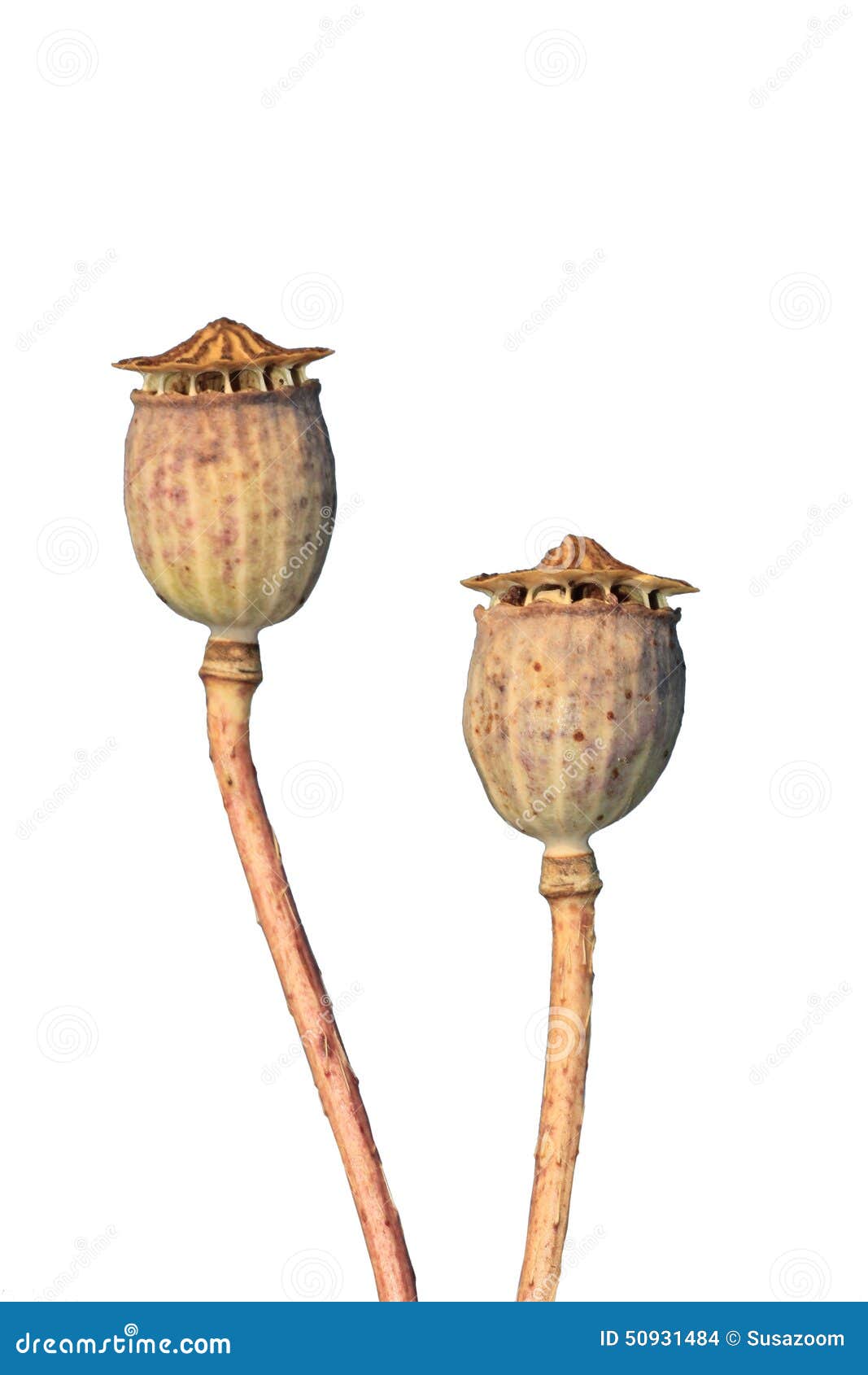 Dried Poppy Capsules Isolated Stock Photo - Image of opium, objects ...