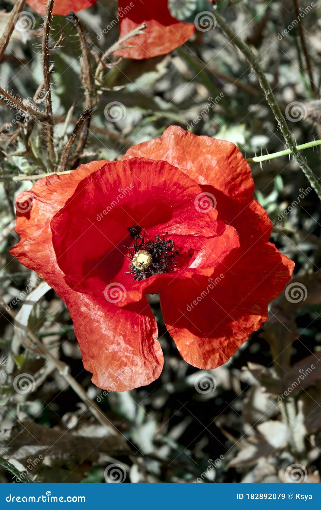 Dried Poppy Flower in Steppe Stock Image - Image of flower, botany ...
