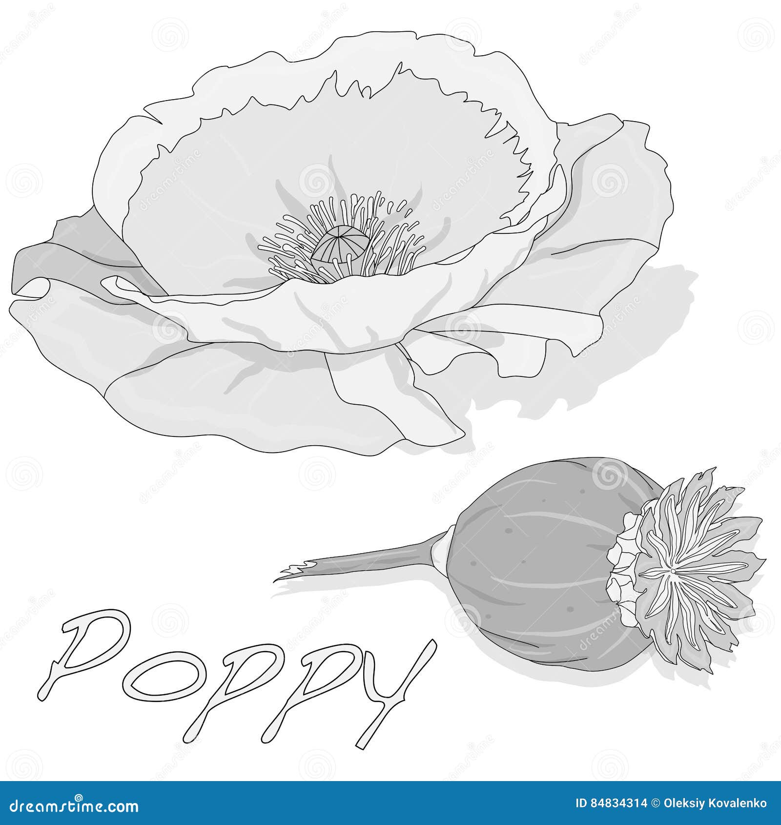 Dried poppy head vector stock vector. Illustration of nature - 84834314