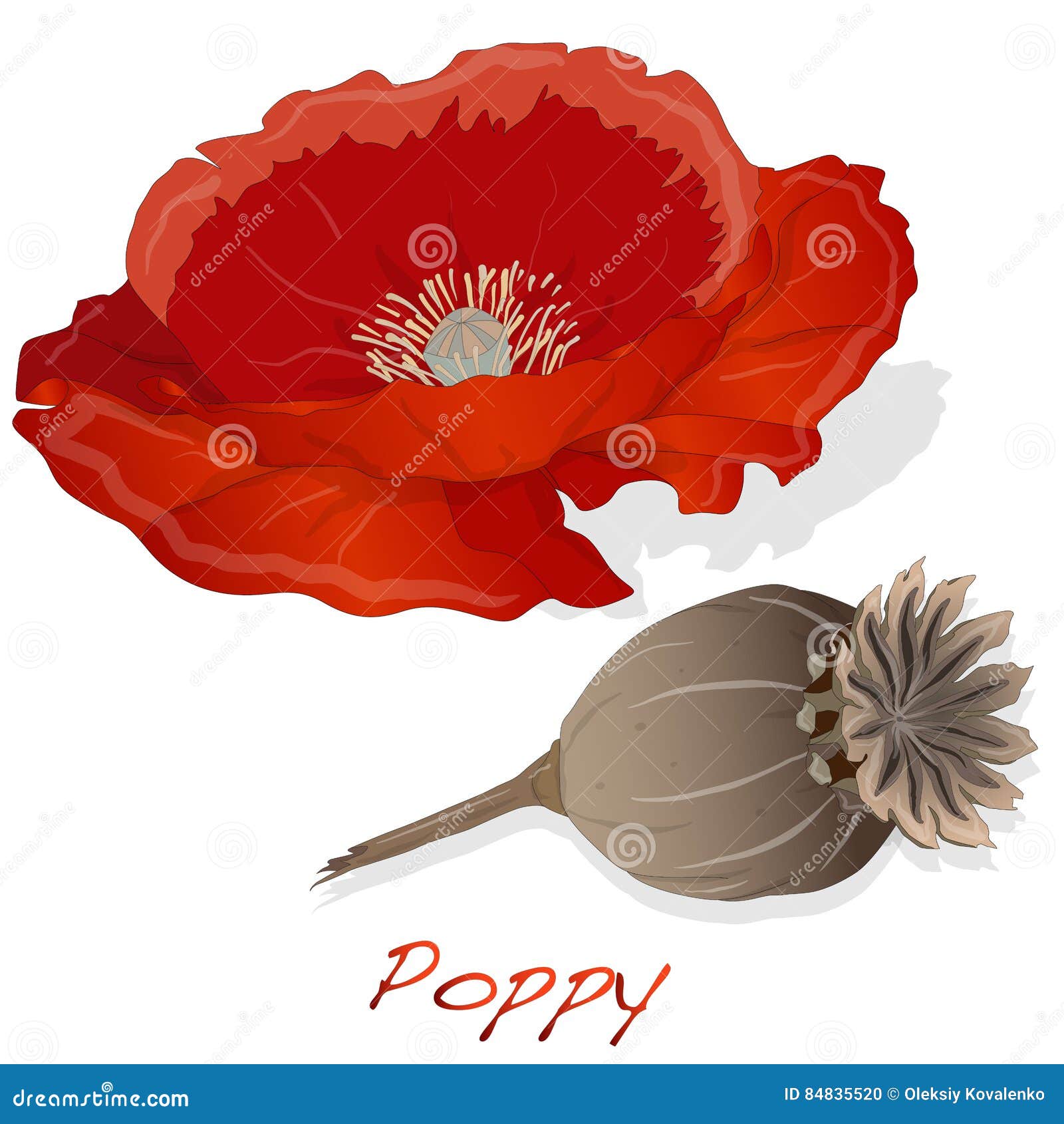 Dried poppy head vector stock vector. Illustration of ingredient - 84835520