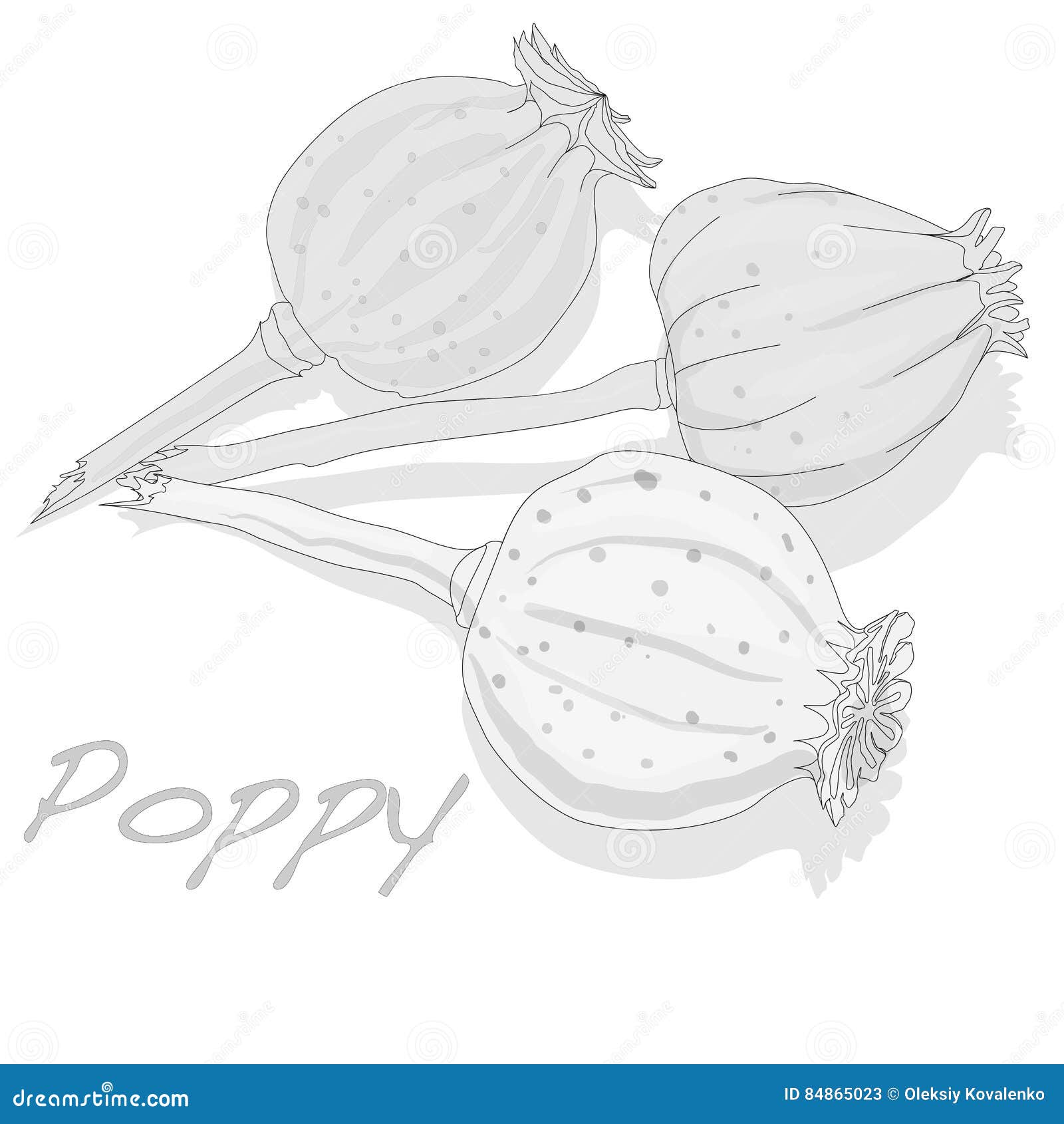Dried poppy head vector stock vector. Illustration of heads - 84865023