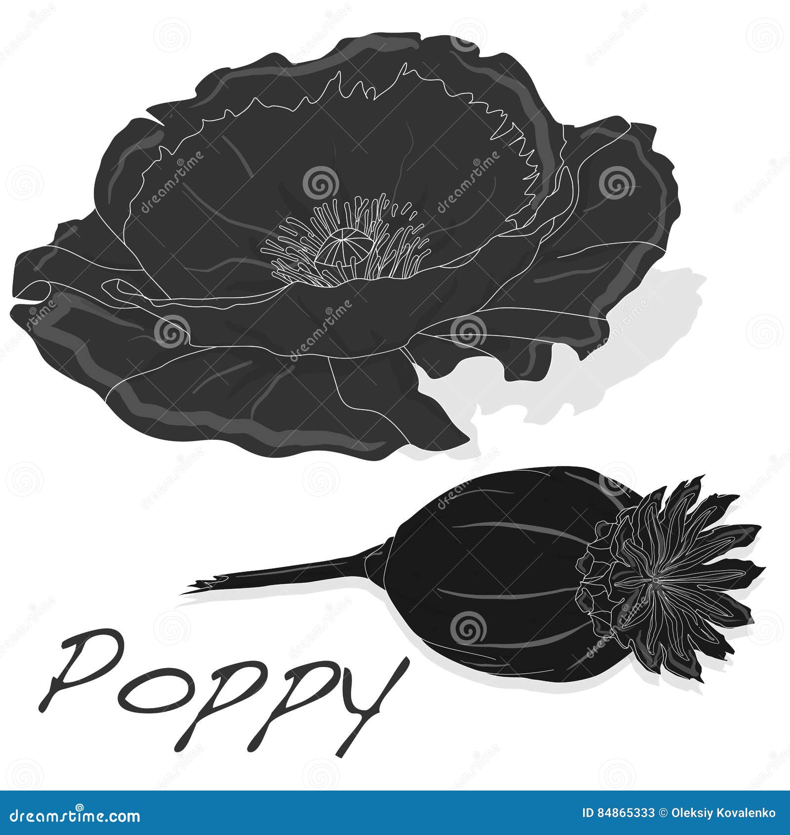 Dried poppy head vector stock vector. Illustration of opiate - 84865333