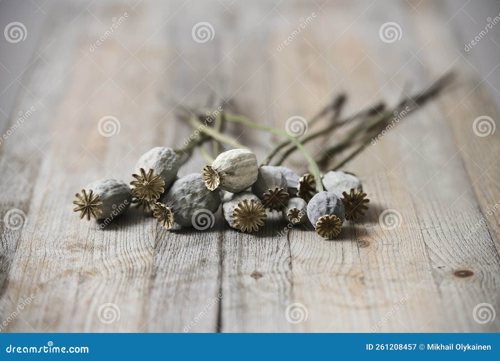 Dried poppy seed heads stock image. Image of ecology - 261208457