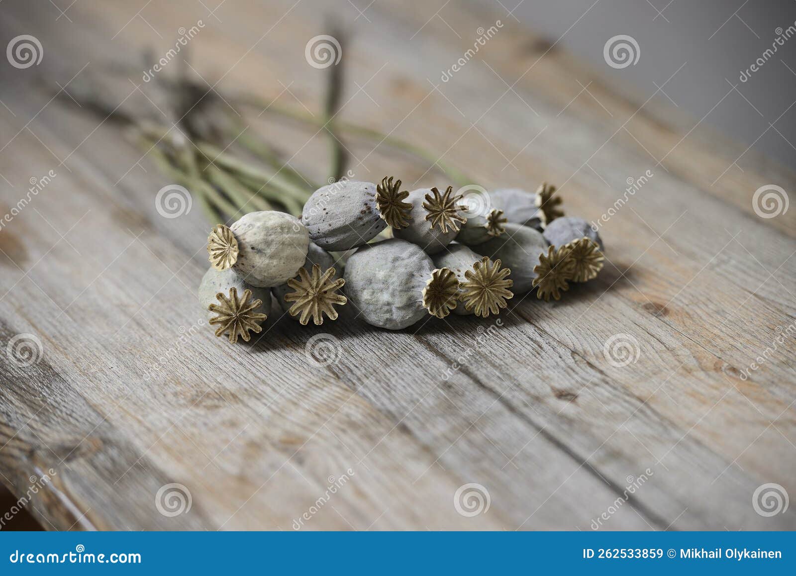Dried poppy seed heads stock image. Image of decorative - 262533859