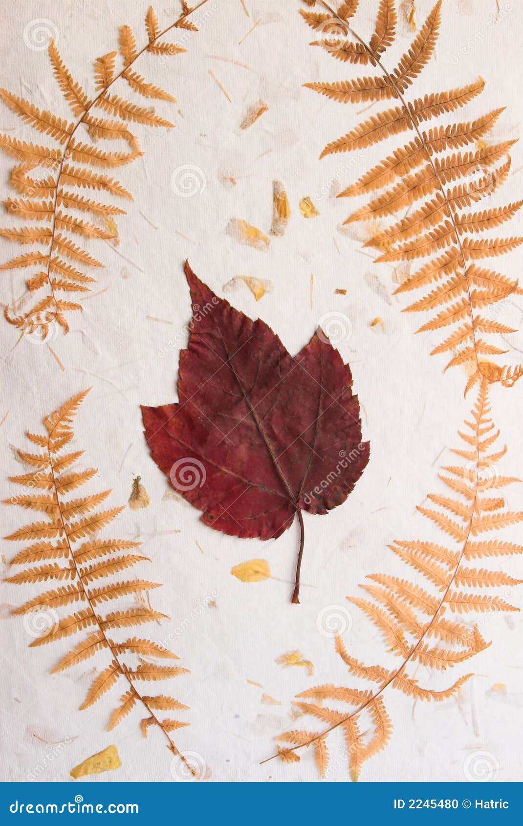 Dried pressed leaves #2 stock photo. Image of fern, textured - 2245480