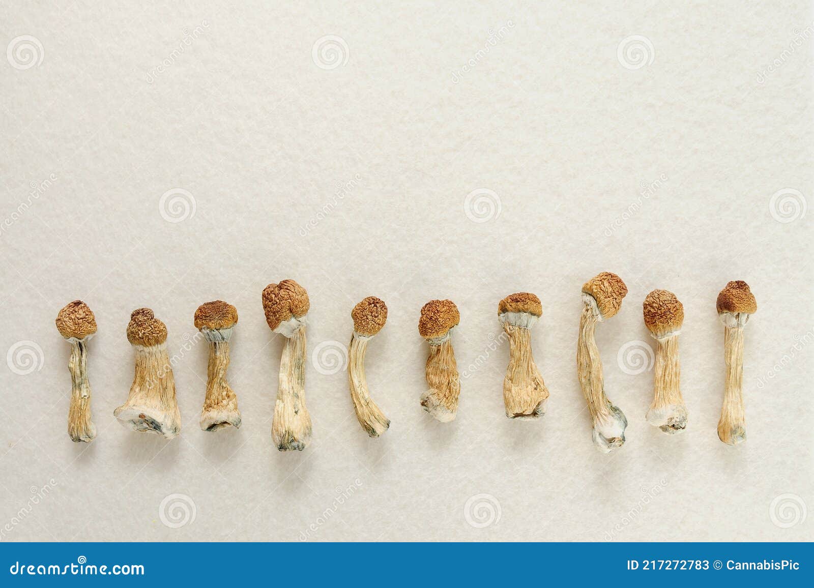 Dried Psilocybin Mushrooms on White Background in Row. Psychedelic ... Dried Psilocybin Mushrooms on White Background in Row. Psychedelic ...