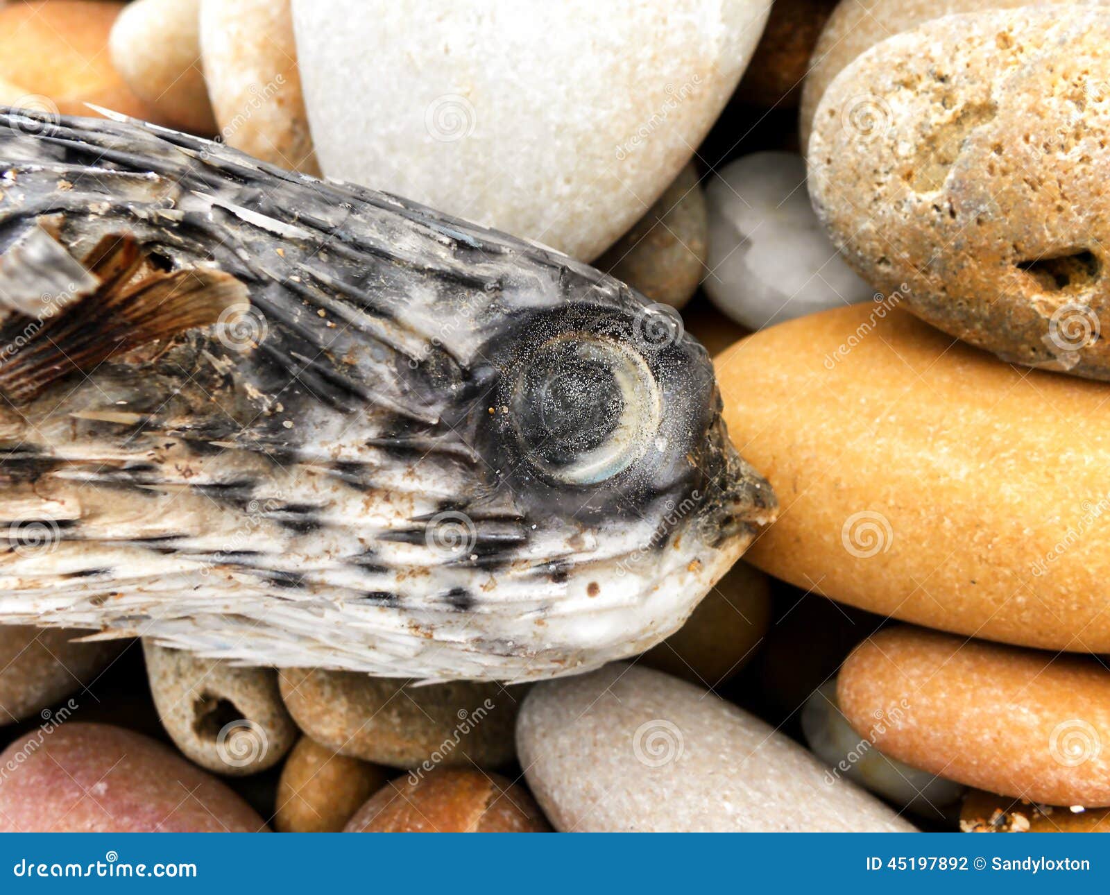 Dried Puffer fish stock photo. Image of rock, south, port - 45197892
