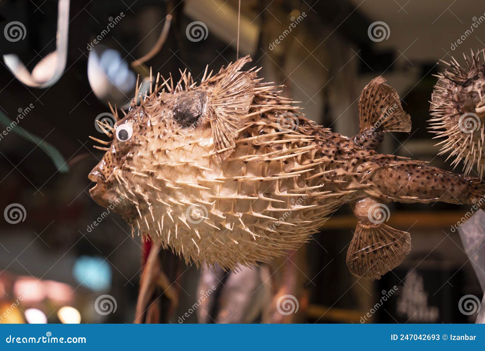 Dried Puffer Fish at the Market Stock Image - Image of delicious, white ...