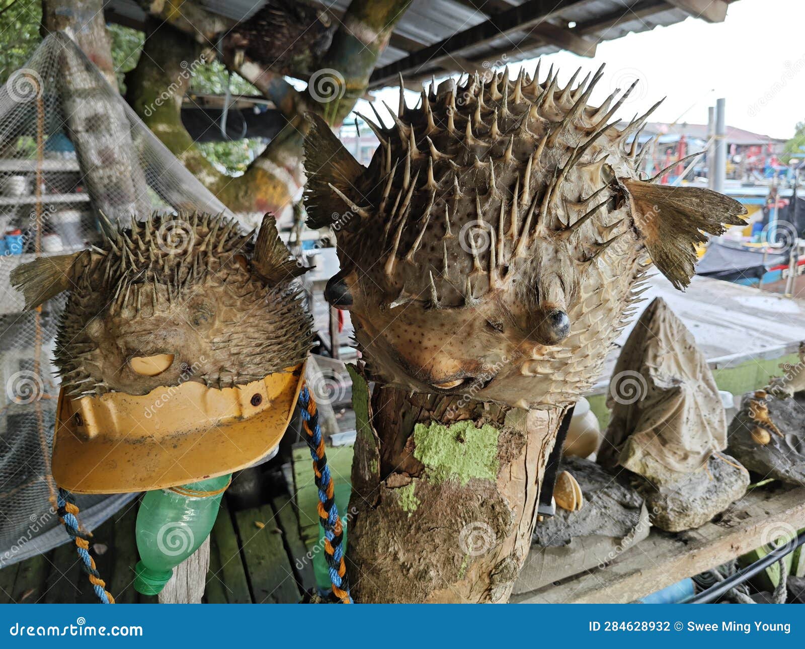 Dried Puffer Fish with Spikes. Stock Photo - Image of saltwater ...