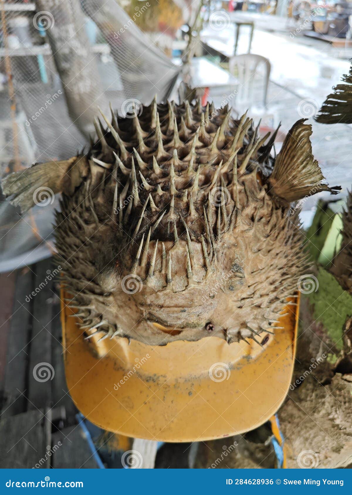 Dried Puffer Fish with Spikes. Stock Photo - Image of ocean, animal ...