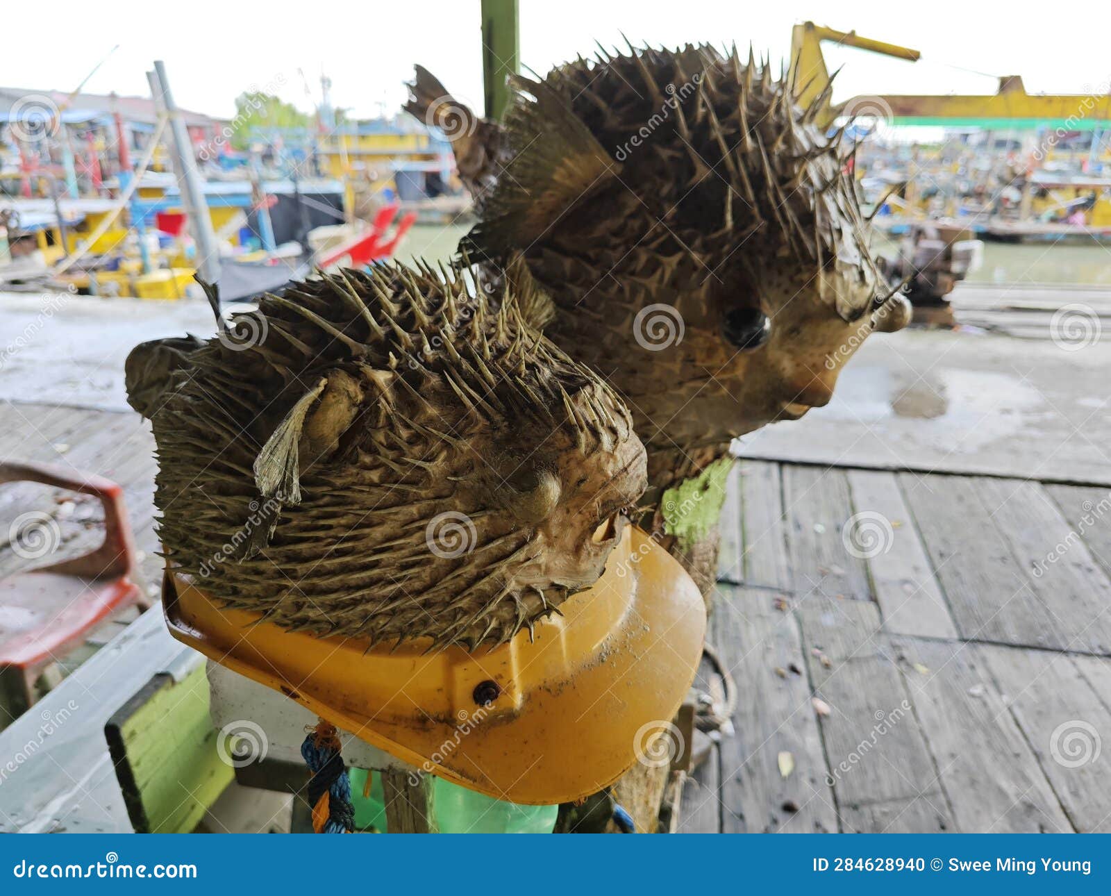 Dried Puffer Fish with Spikes. Stock Photo - Image of dead, coral ...