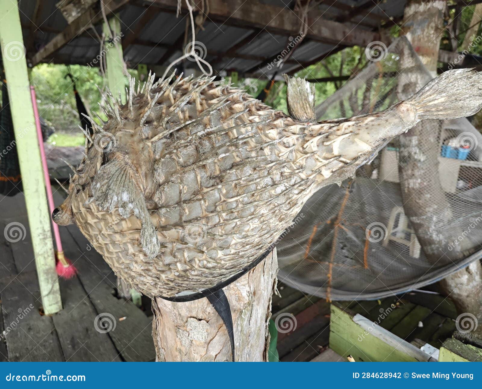 Dried Puffer Fish with Spikes. Stock Photo - Image of nature ...