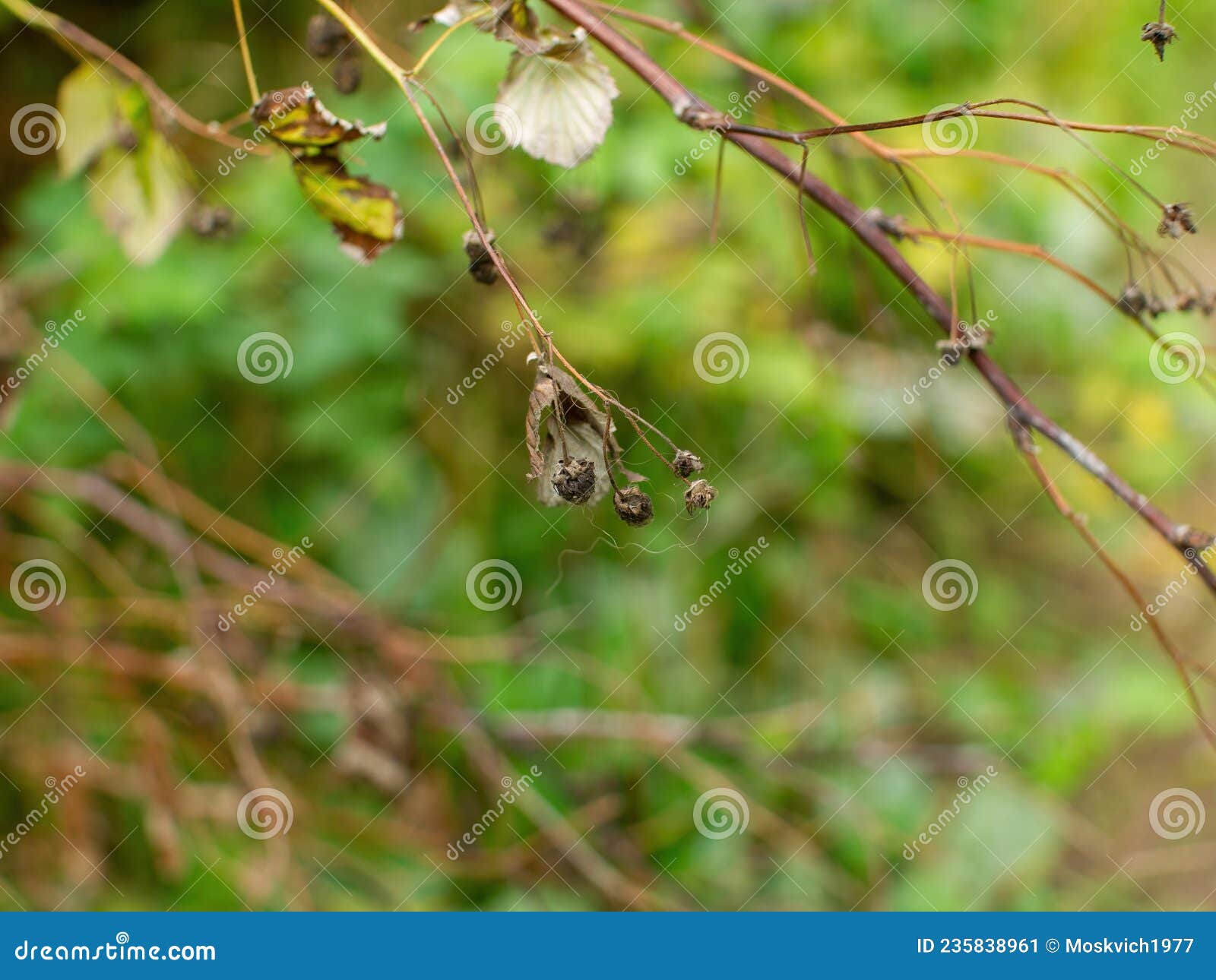 Dried Raspberries in the Forest Stock Image - Image of natural ...