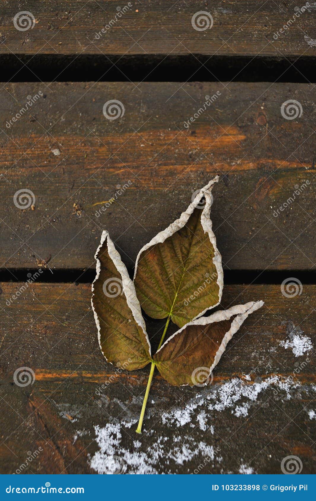 Dried raspberry leaf. stock photo. Image of element - 103233898