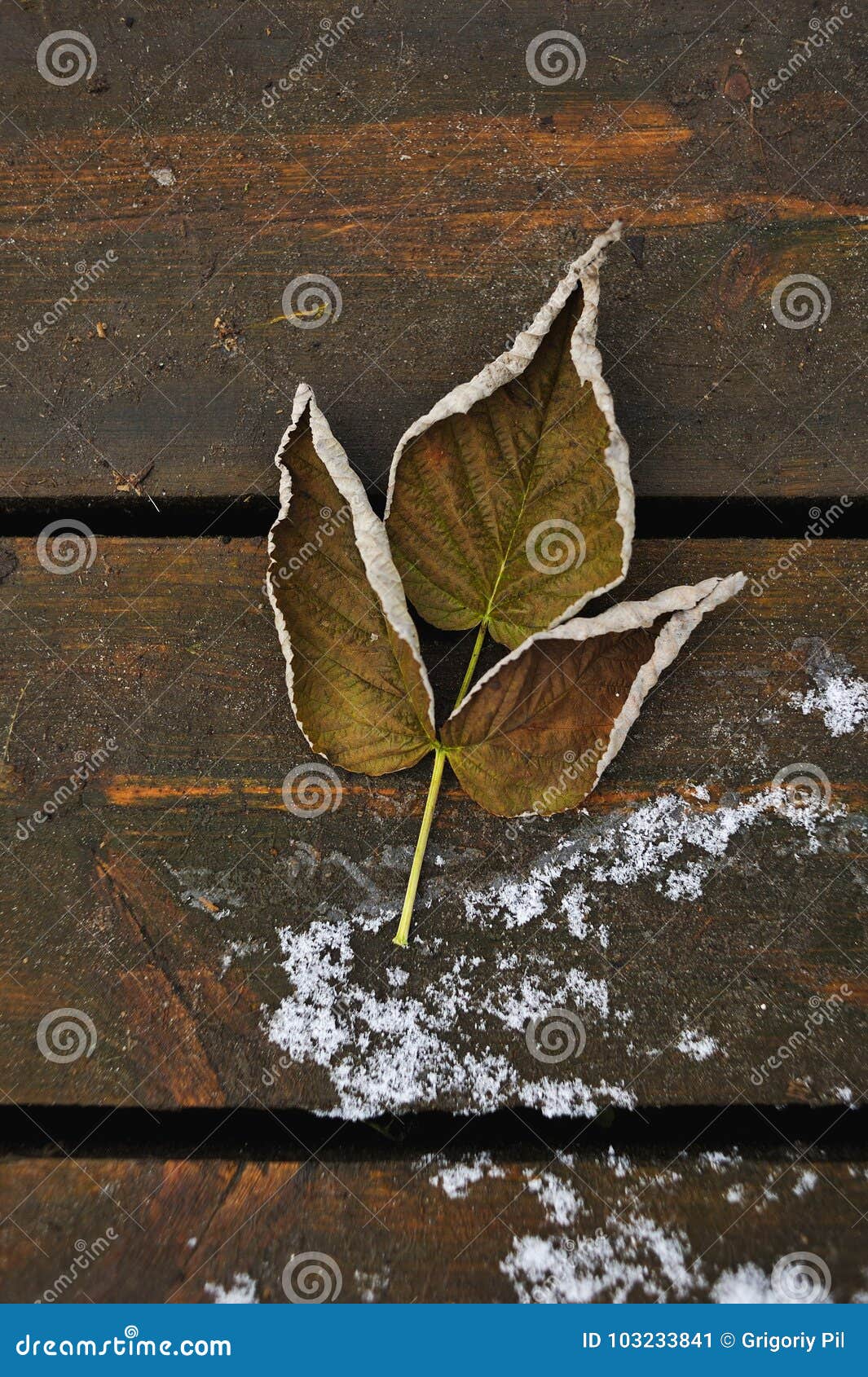 Dried raspberry leaf. stock image. Image of fall, leaf - 103233841