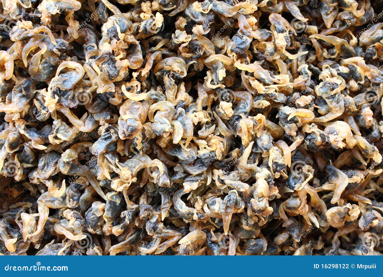 Dried razor clams. stock photo. Image of mollusc, nature - 16298122