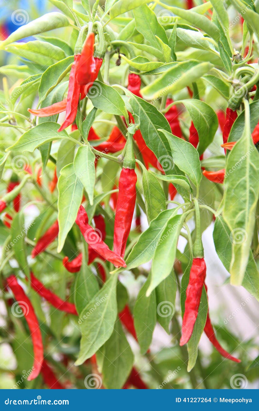 Dried Red Chili on the Tree. Stock Photo - Image of garden, savory ...