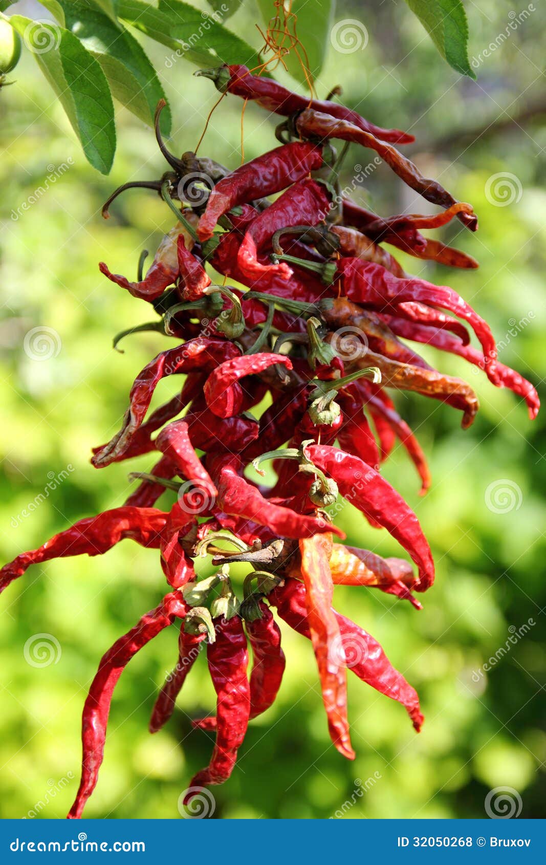 Dried red pepper stock photo. Image of peppers, bunch - 32050268