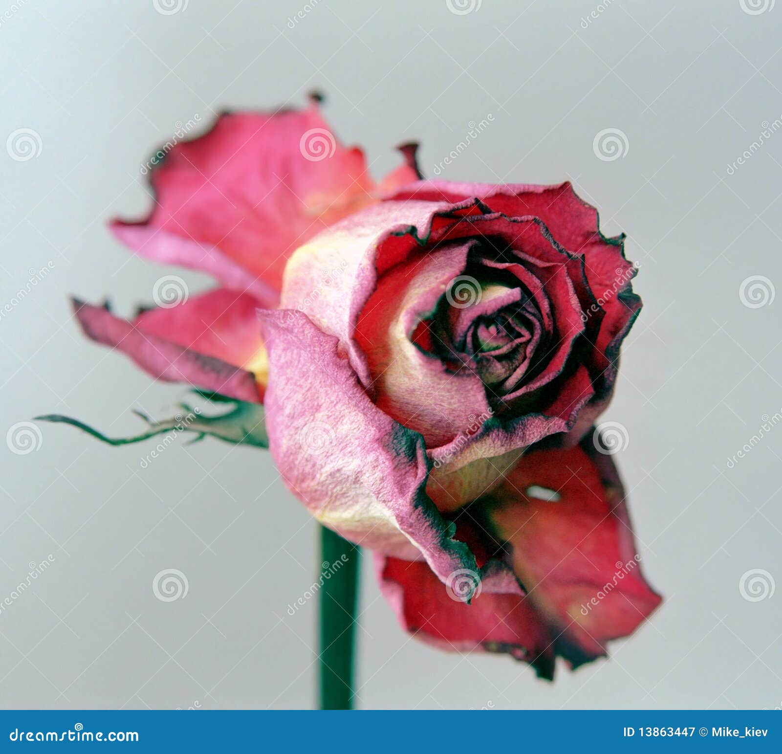 Dried red rose stock image. Image of rose, close, dried - 13863447