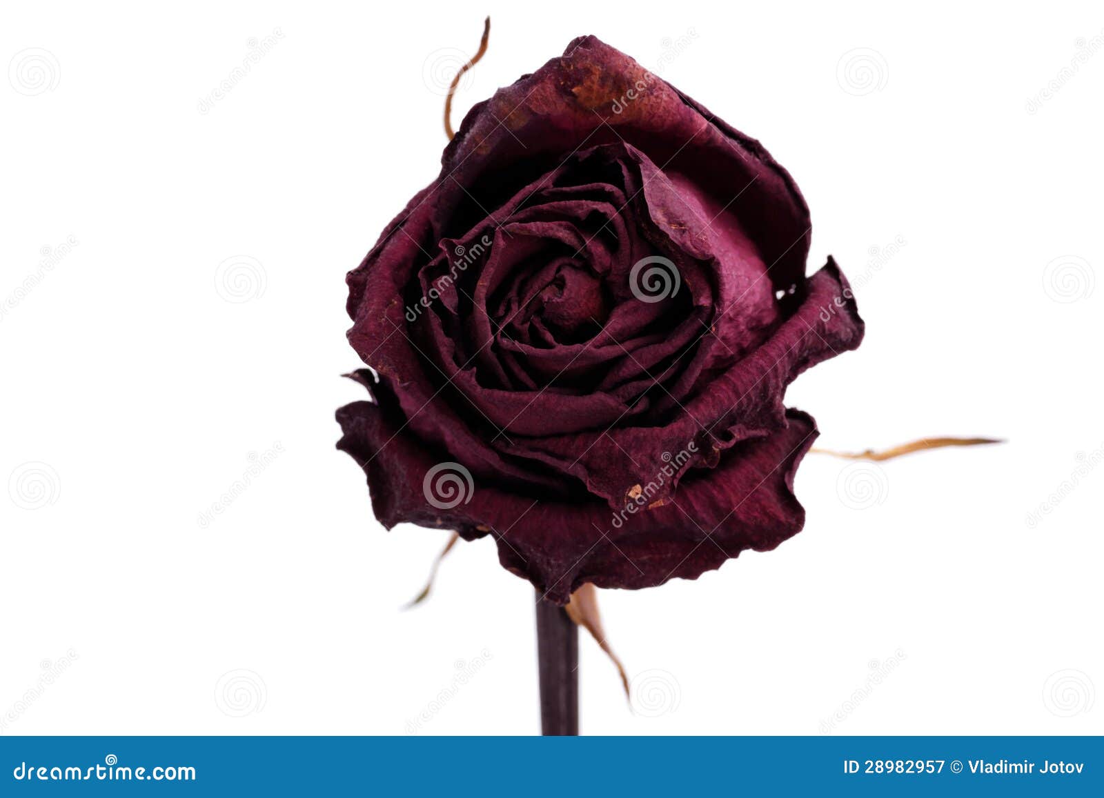 Dried red rose stock image. Image of color, blossom, dried - 28982957