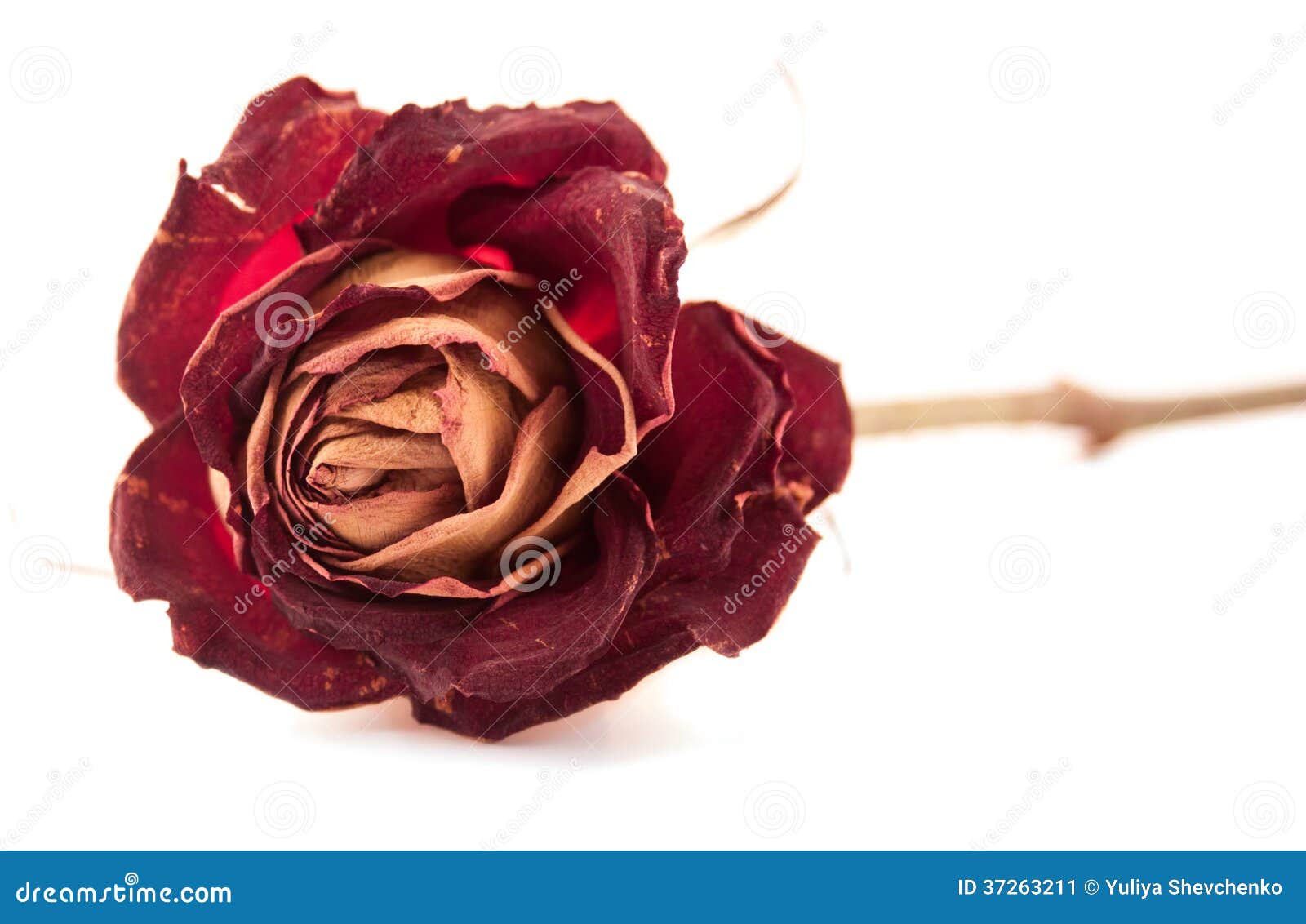 Dried Red Rose As a Concept of Aging Stock Image - Image of petal ...