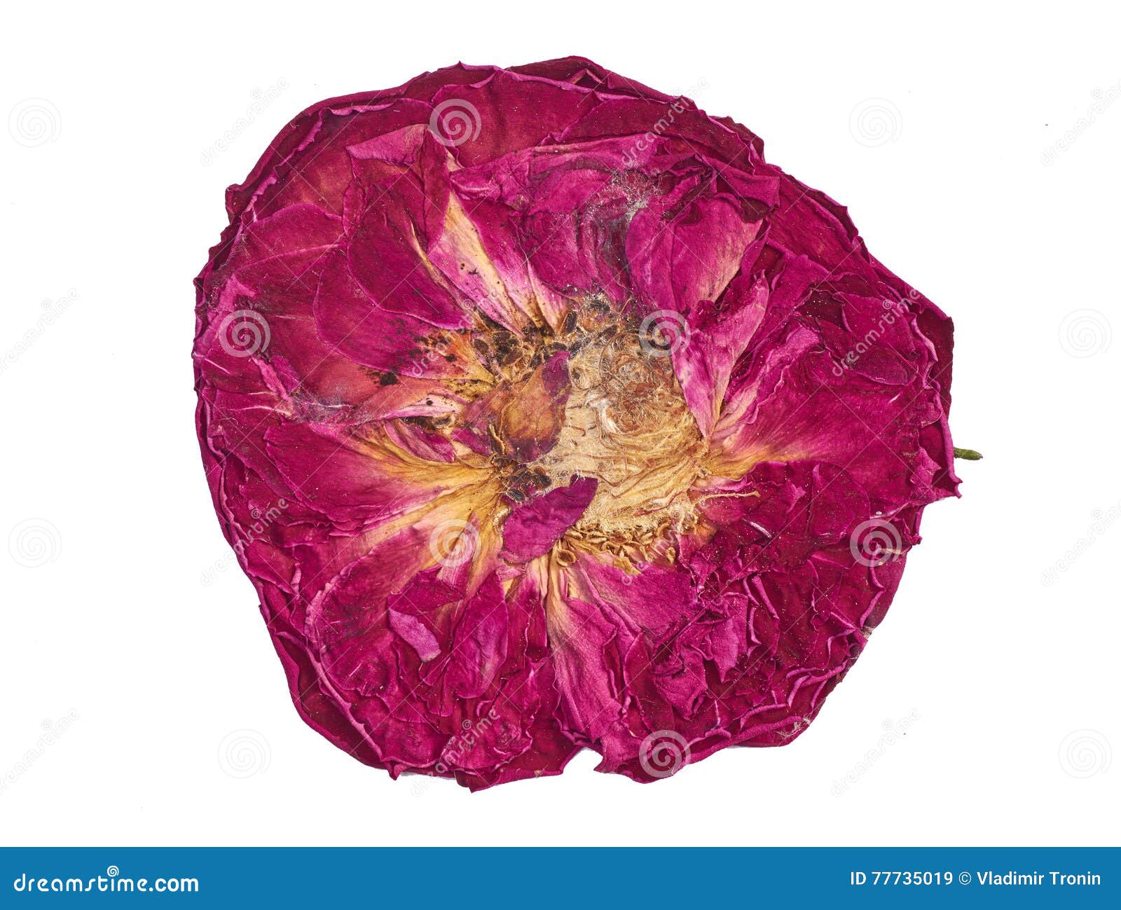 Dried red rose close up stock image. Image of pattern - 77735019