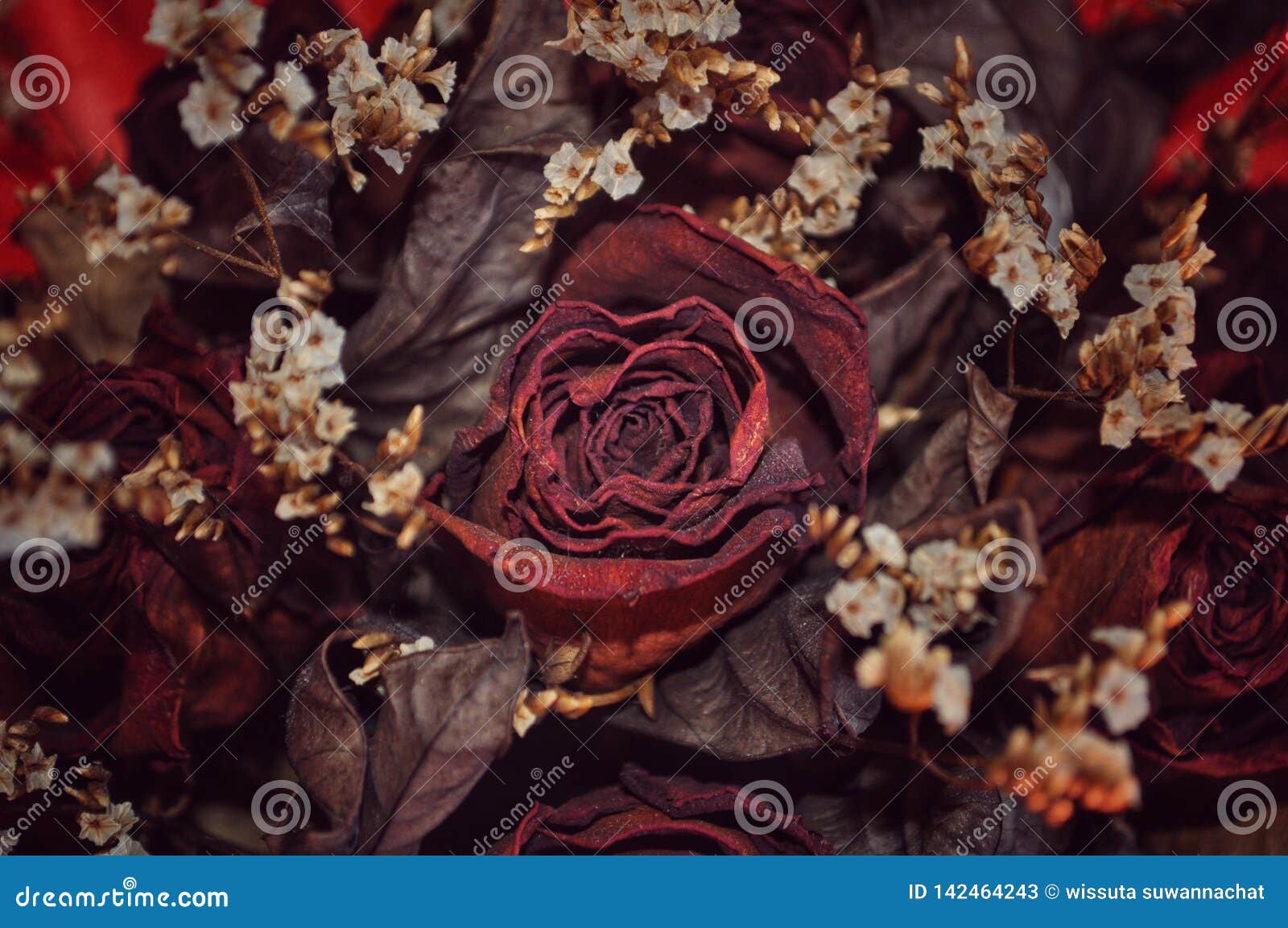 Dried red rose flower stock image. Image of event, backdrop - 142464243