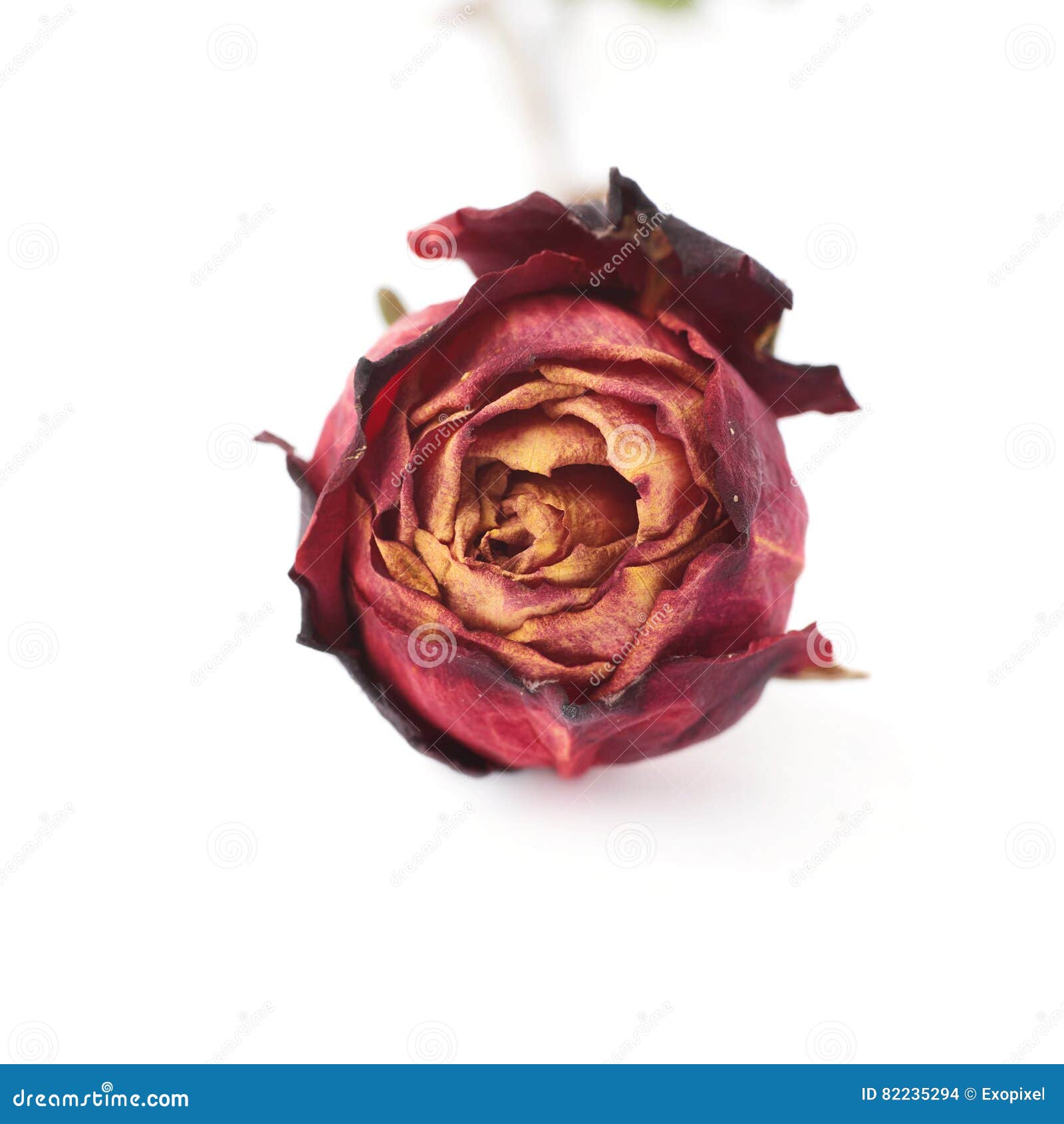 Dried Red Rose Over the White Isolated Background Stock Photo - Image ...
